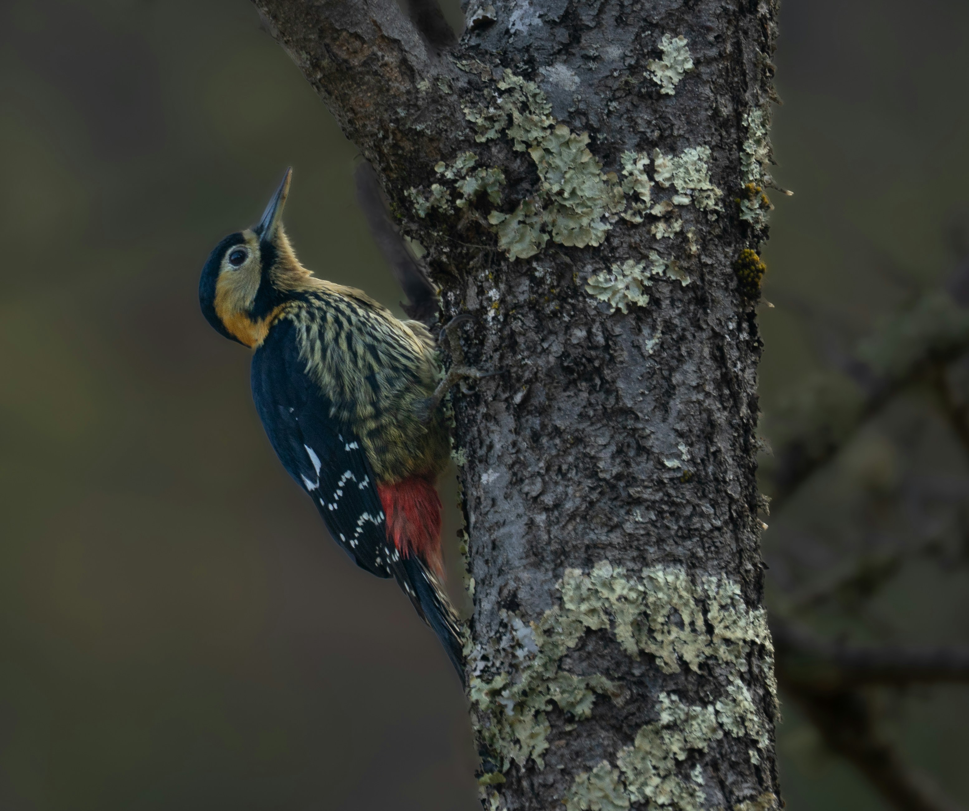 Woodpecker climbing a textured tree trunk, showcasing its vibrant plumage against a natural backdrop.
