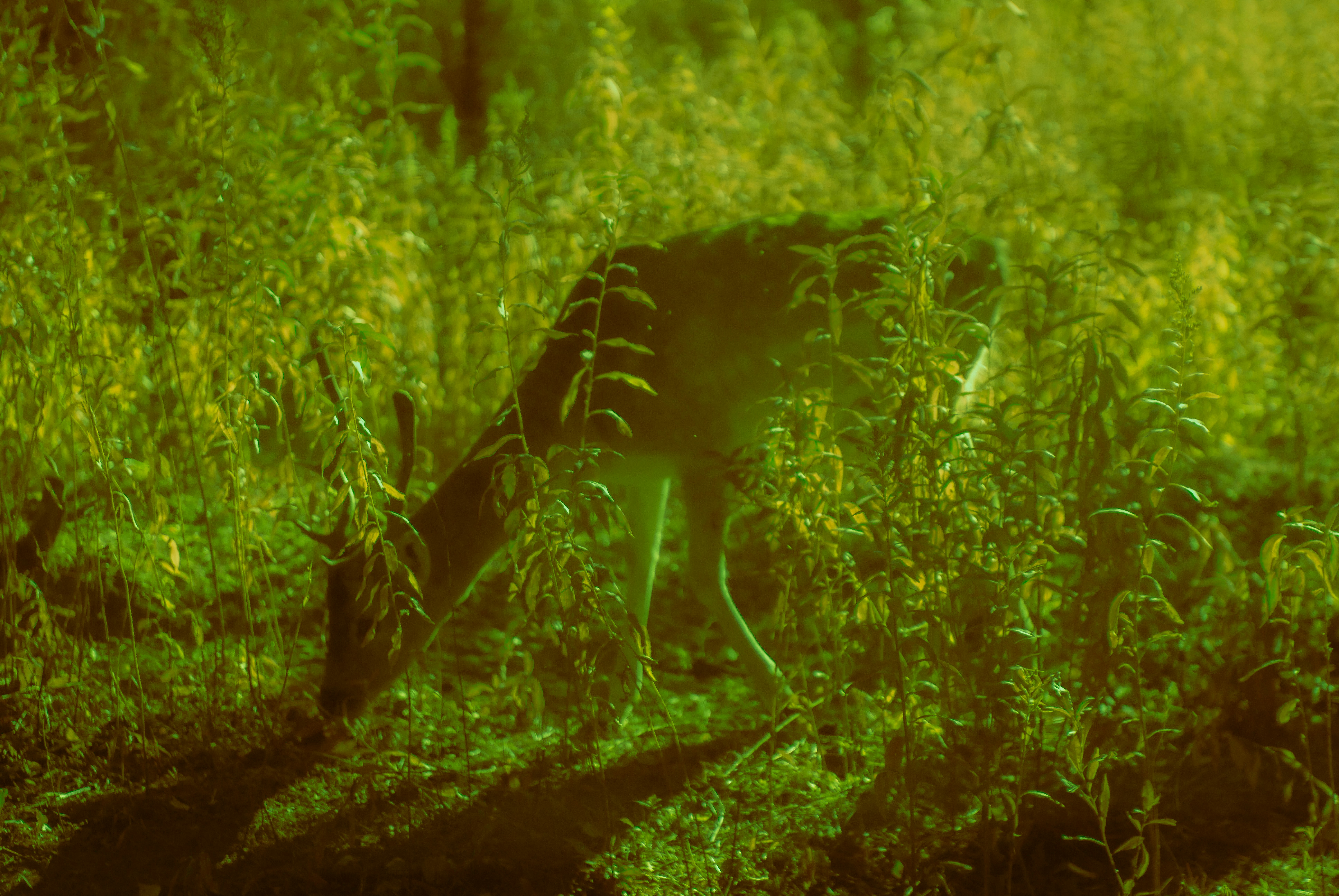 A deer grazes in tall green grass.