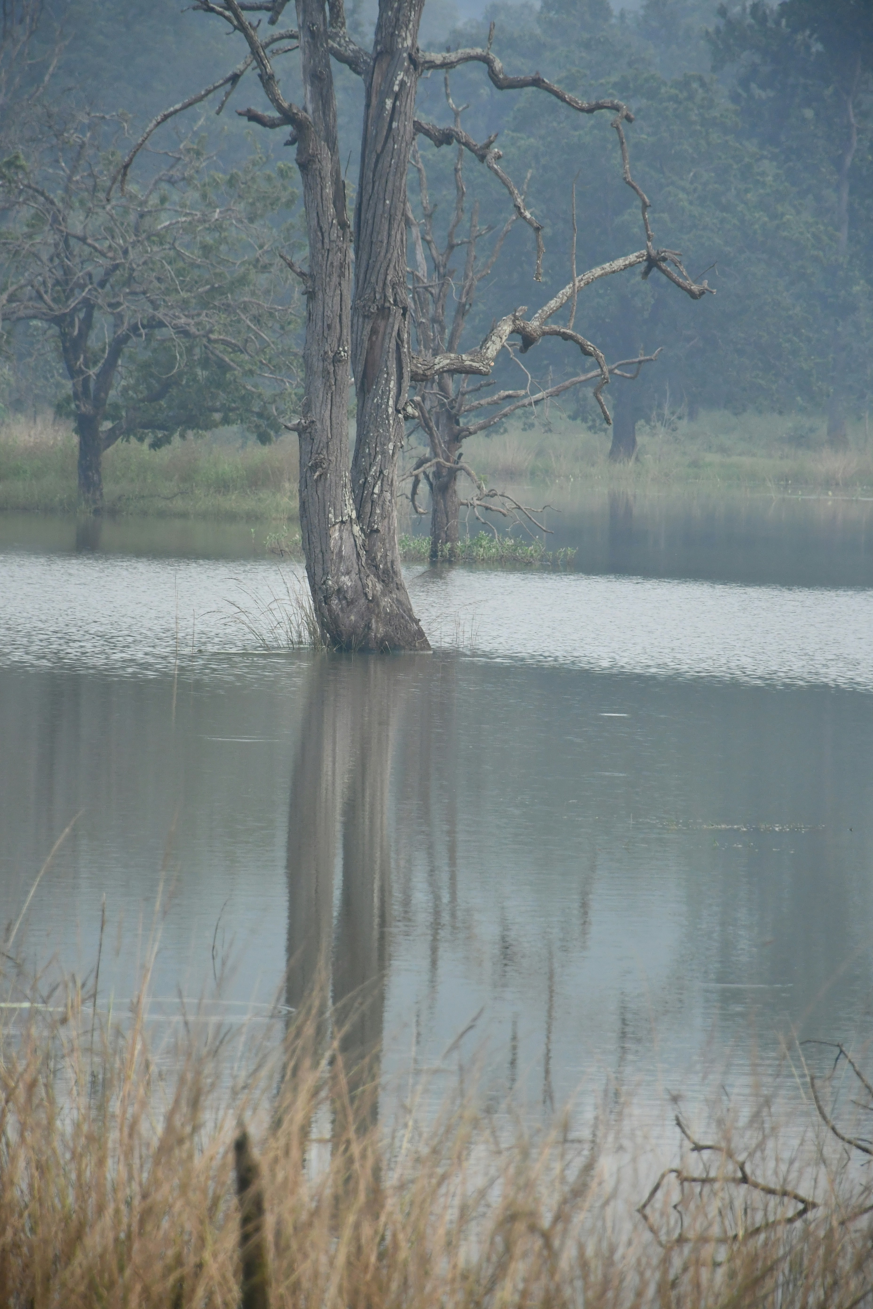 A solitary tree stands in still waters, its reflection captured in the tranquil surface, surrounded by lush greenery and soft grasses.