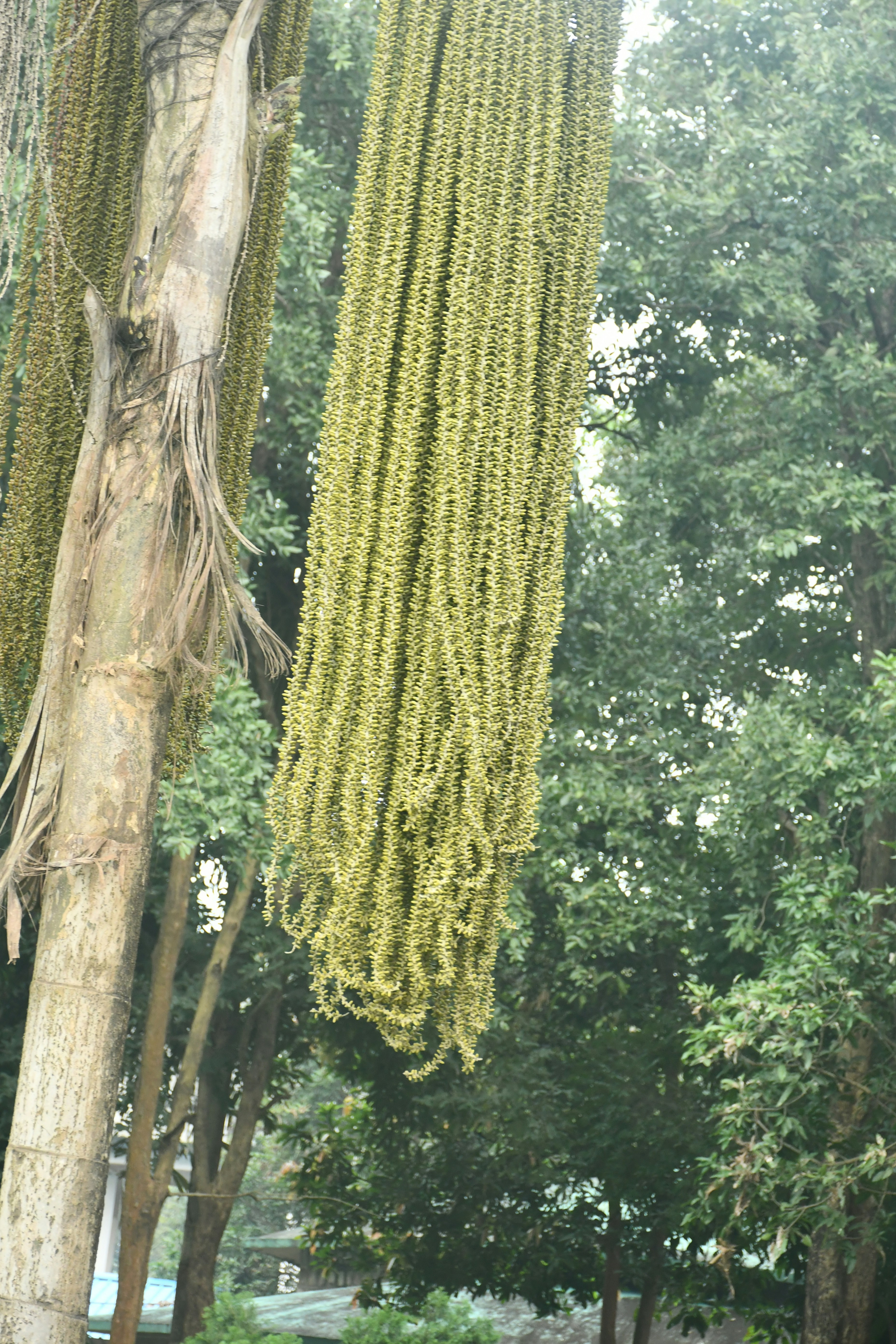 Nature's Cascading Greenery