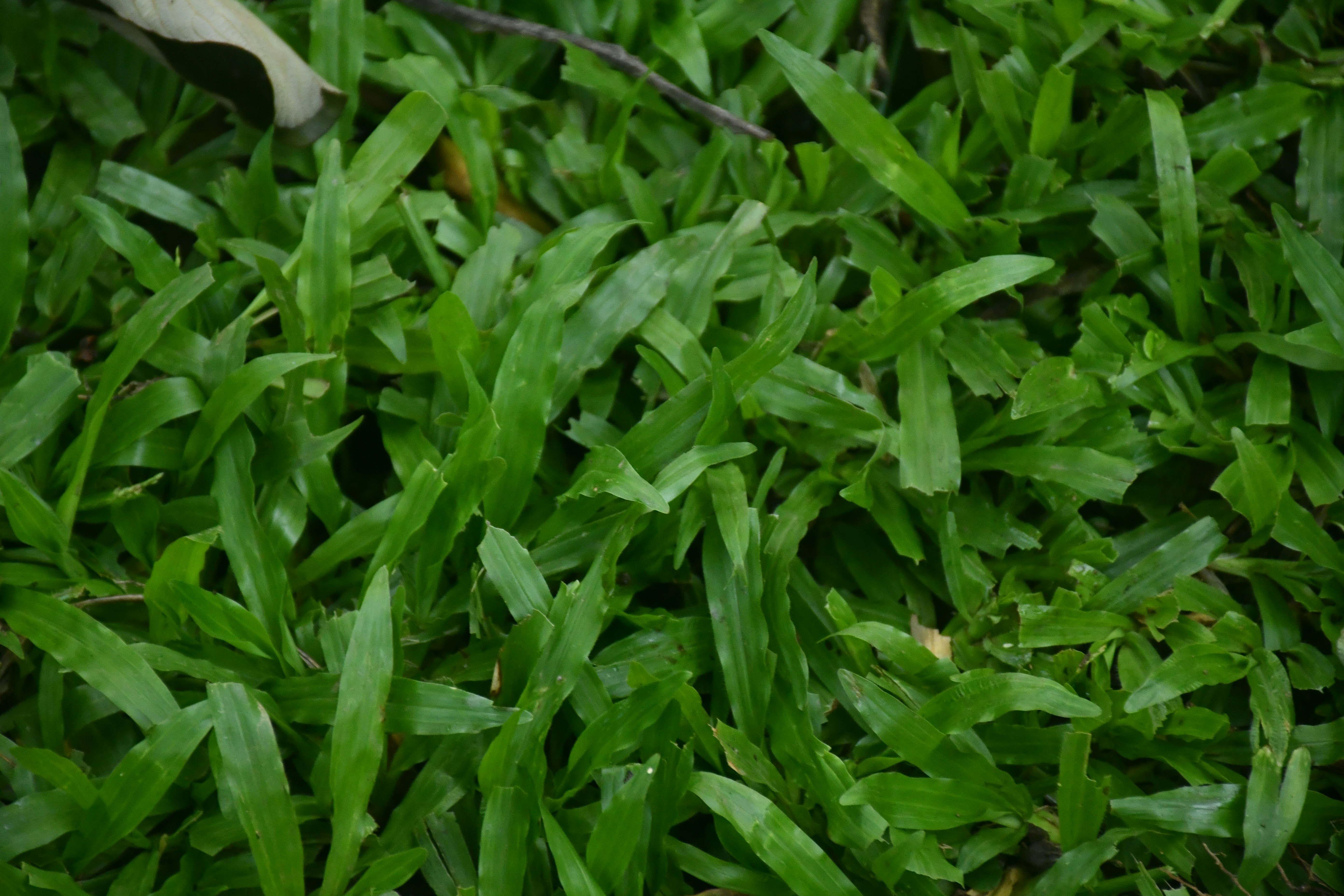 A close-up view of lush green grass.