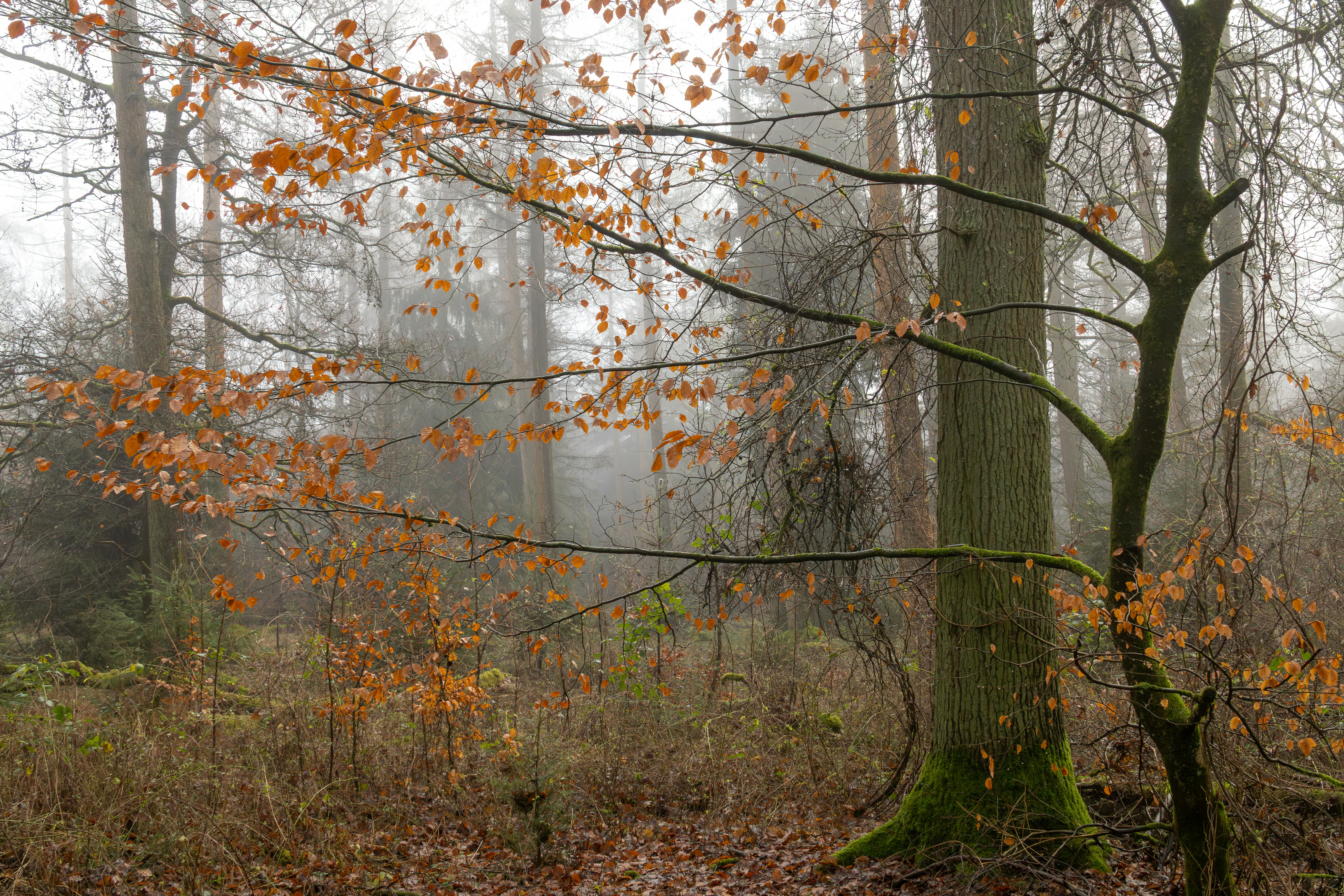 Branches adorned with autumn leaves emerge from a fog-laden forest, creating an ethereal atmosphere. The interplay of light and shadow enhances the serene woodland scene.