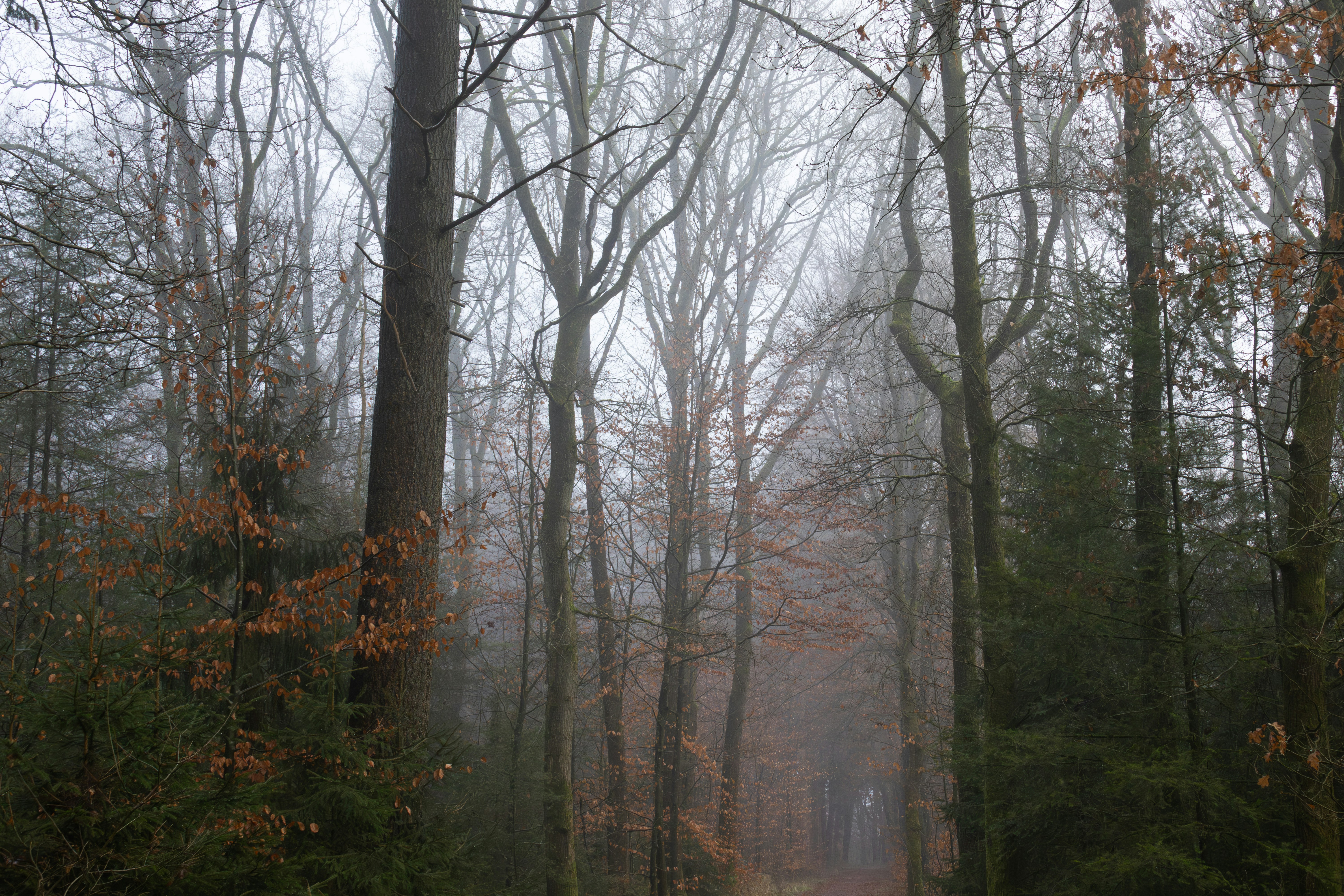 Mist-veiled Corridor: A Quiet Woodland Path Through Fog and Bare Branches