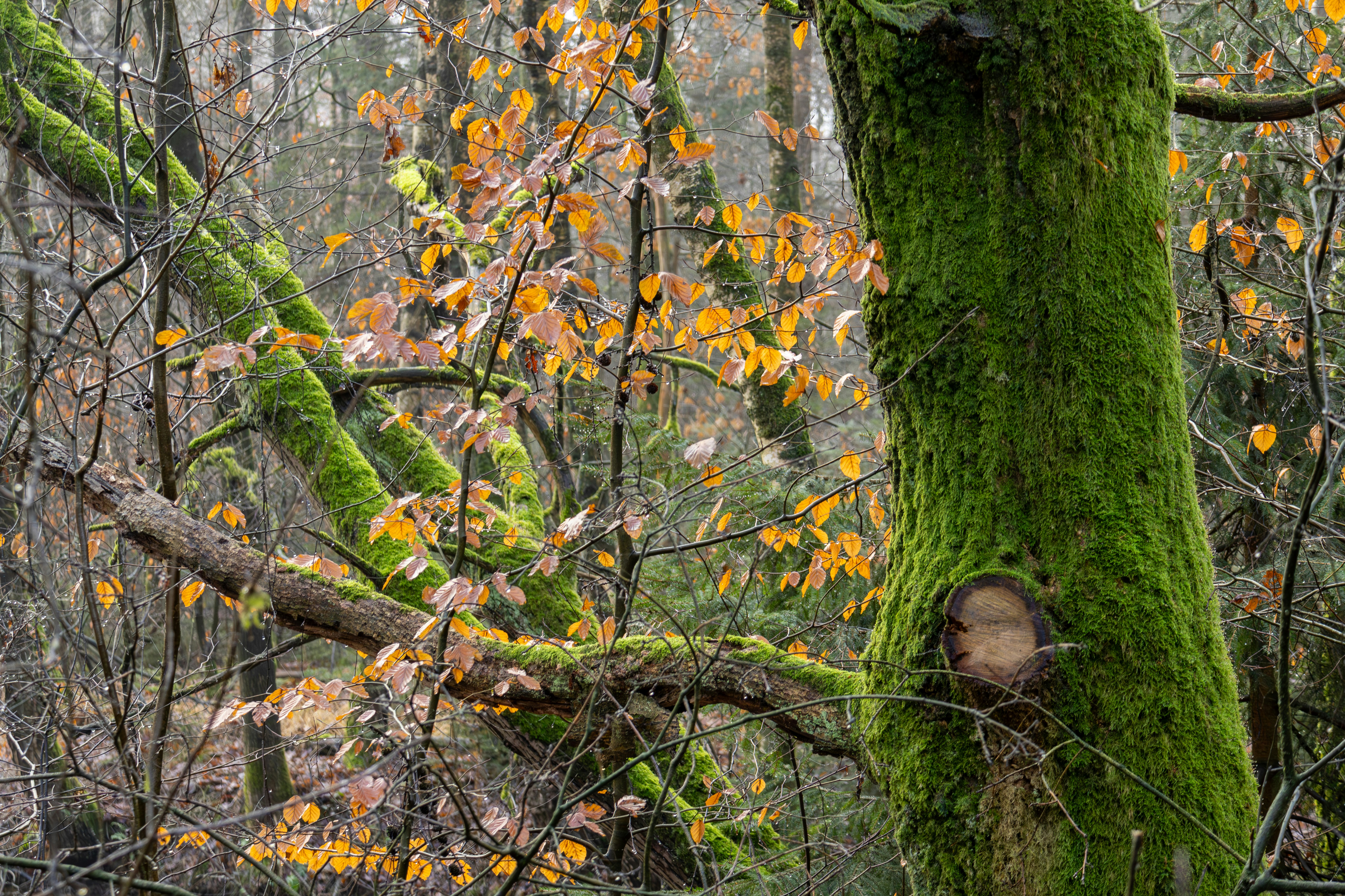Moss-Cloaked Sentinel Framed by Autumn Ember