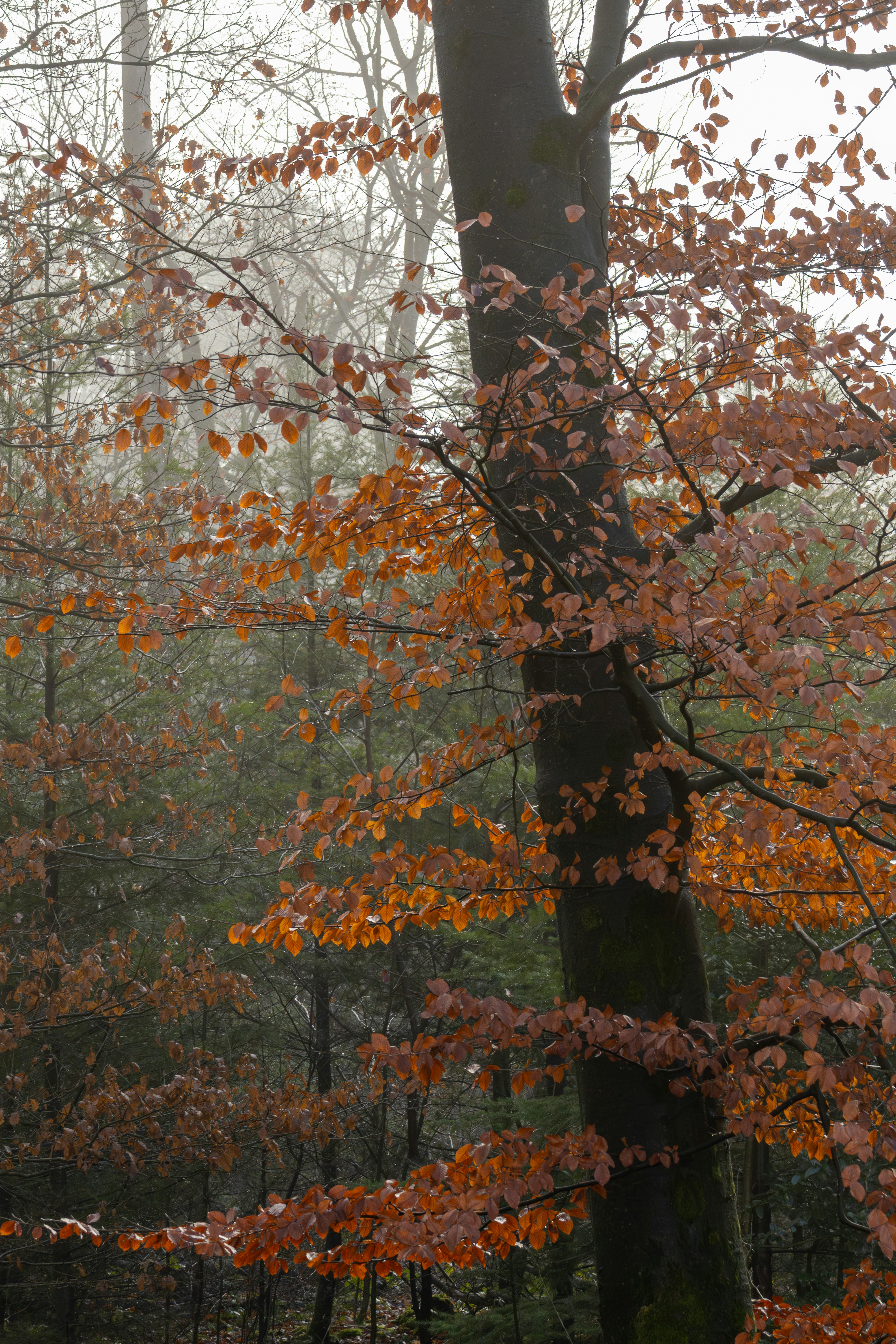 Ember-Laced Trunk in Morning Fog: An Autumn Forest Portrait
