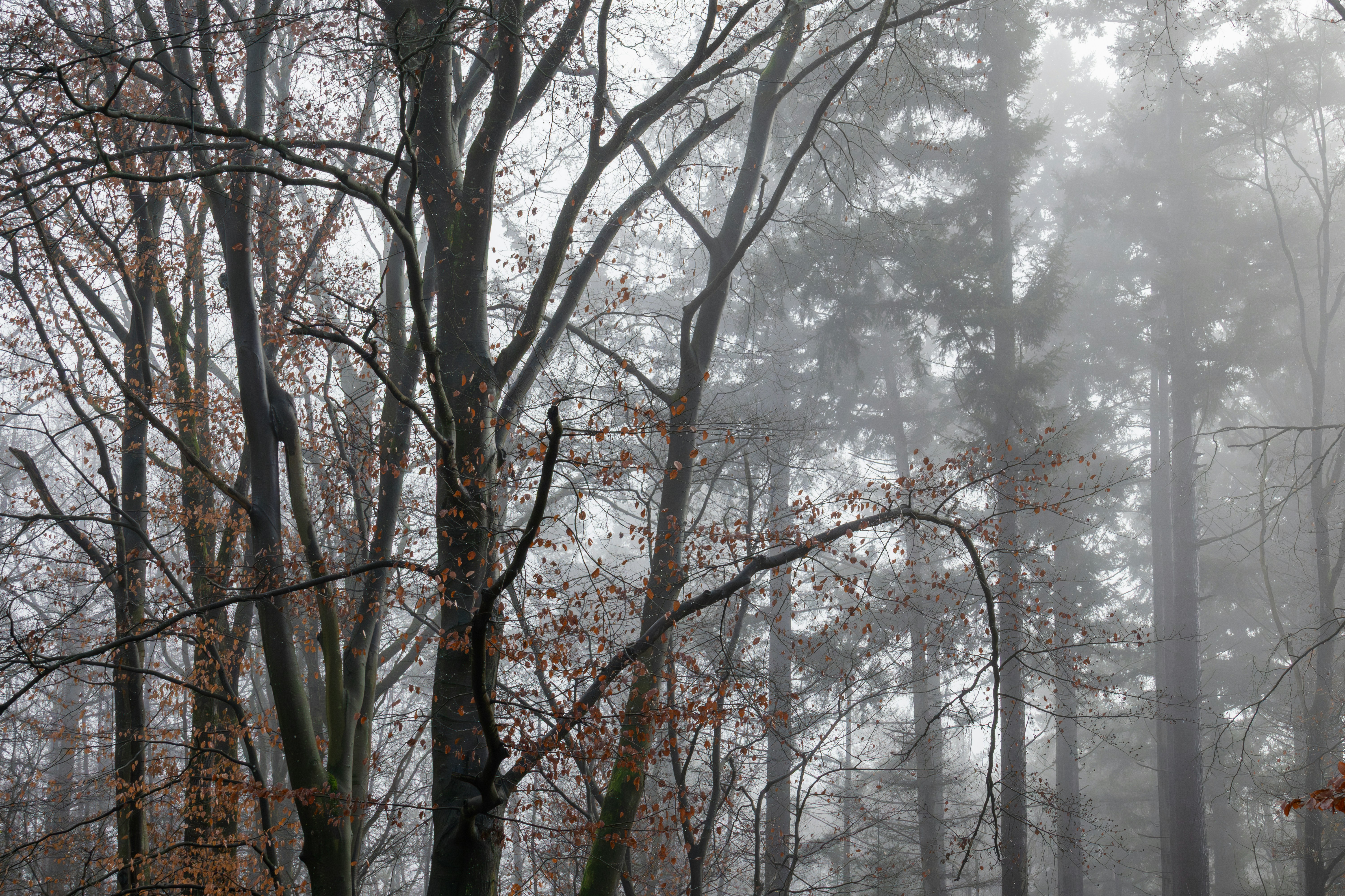Tall trees shrouded in fog create a mysterious atmosphere, with sparse leaves clinging to branches. The scene evokes a sense of tranquility and solitude.