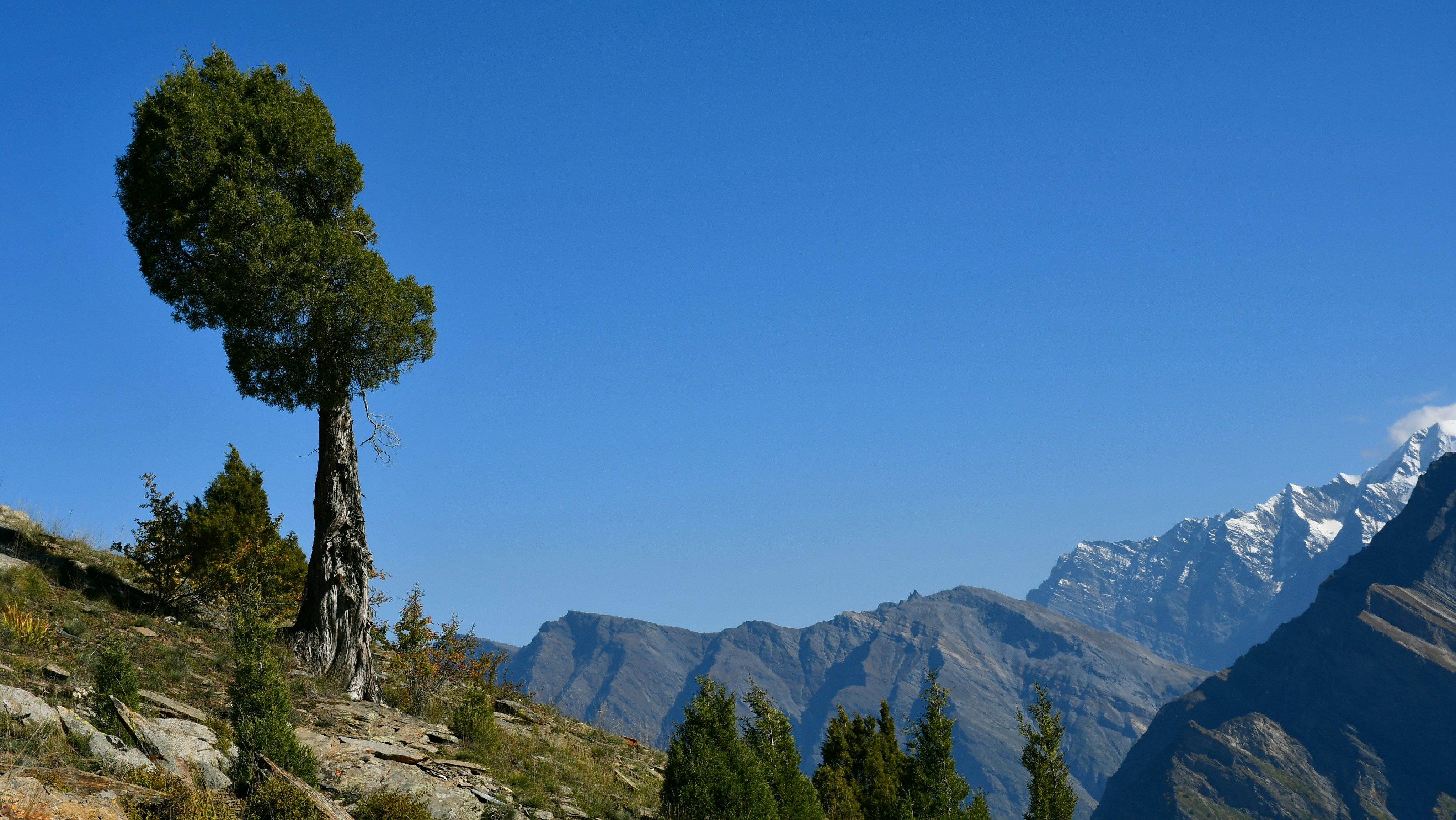 Lone Pine on the Alpine Slope Beneath a Cerulean Mountain Sky