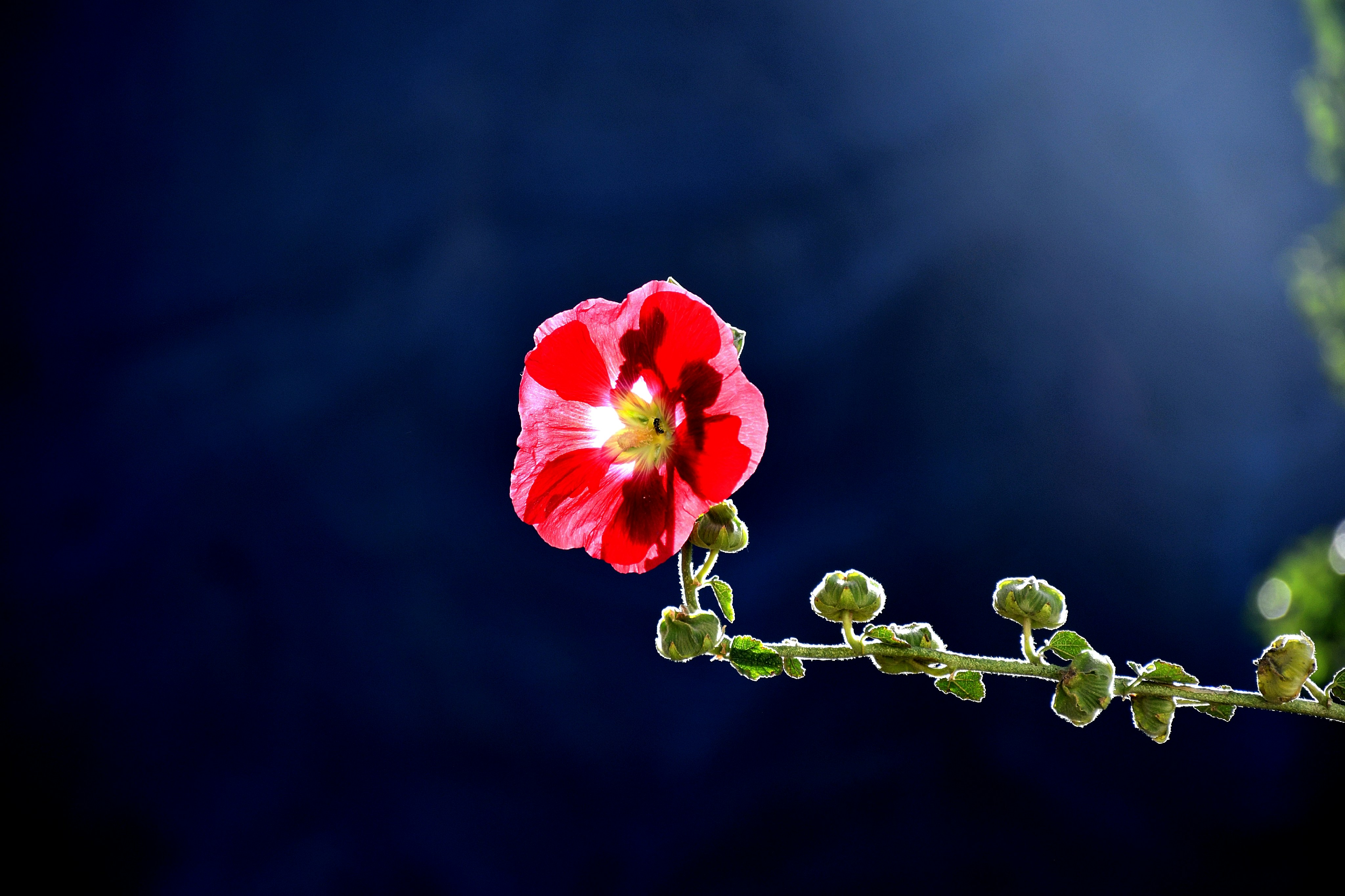 Vibrant red flower perched on a slender stem, illuminated against a dark backdrop, showcasing its delicate beauty and intricate details.