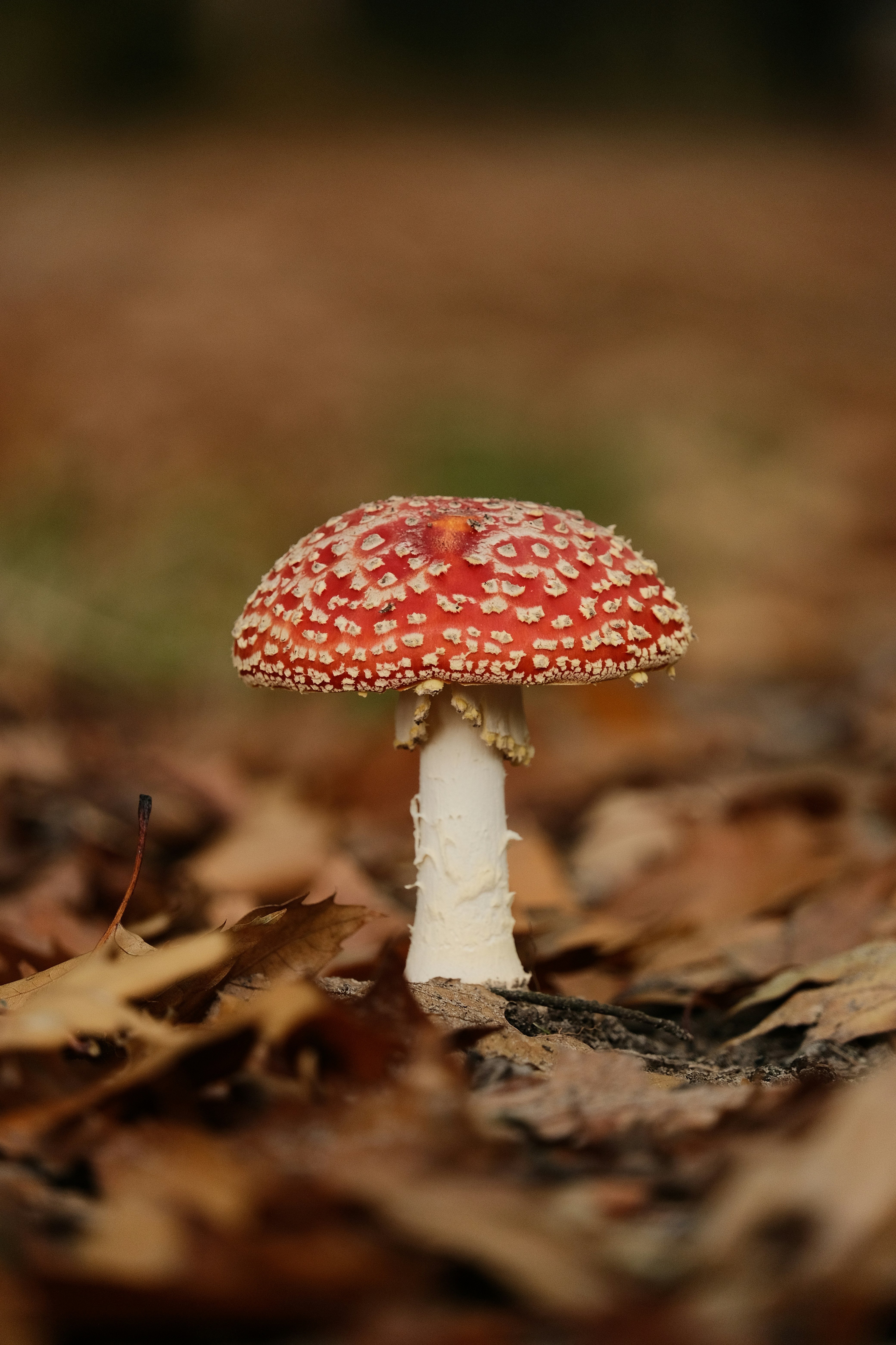 Photo by Joyce G with Fujifilm X-T30 II