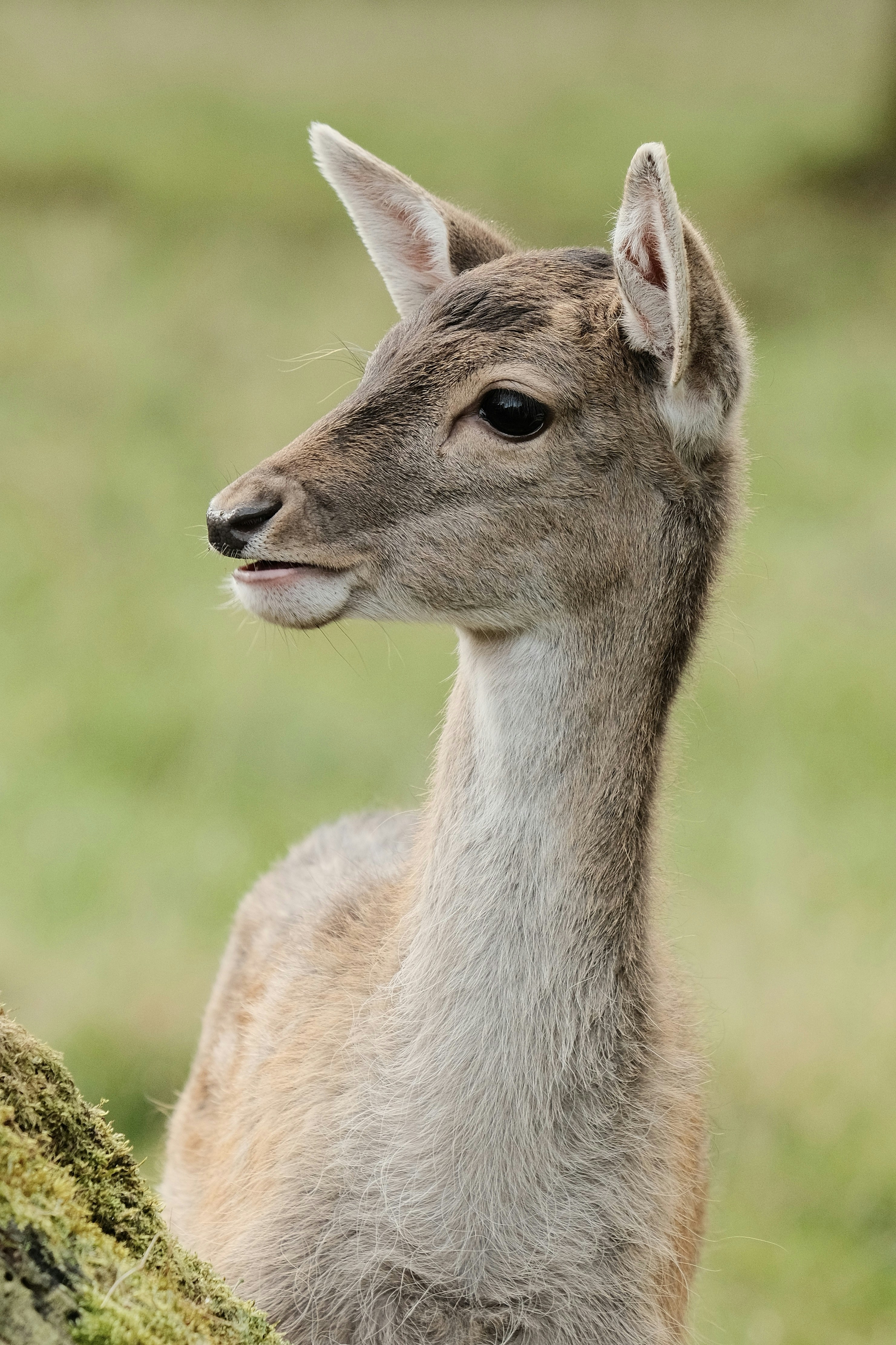 A young deer with spotted fur looks to the side.