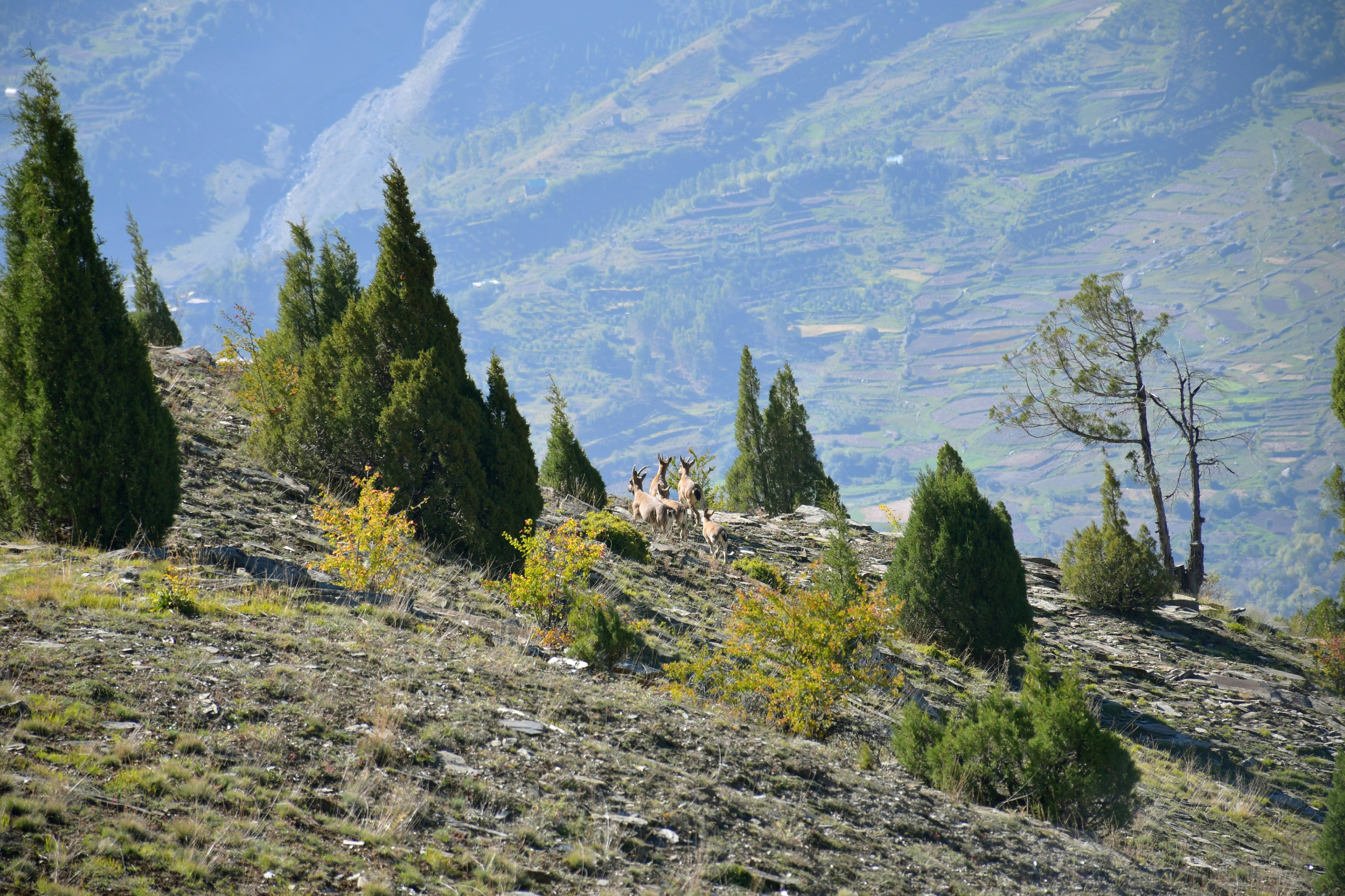 Terraced Ridge Rendezvous: Goats Among Pine Sentinels