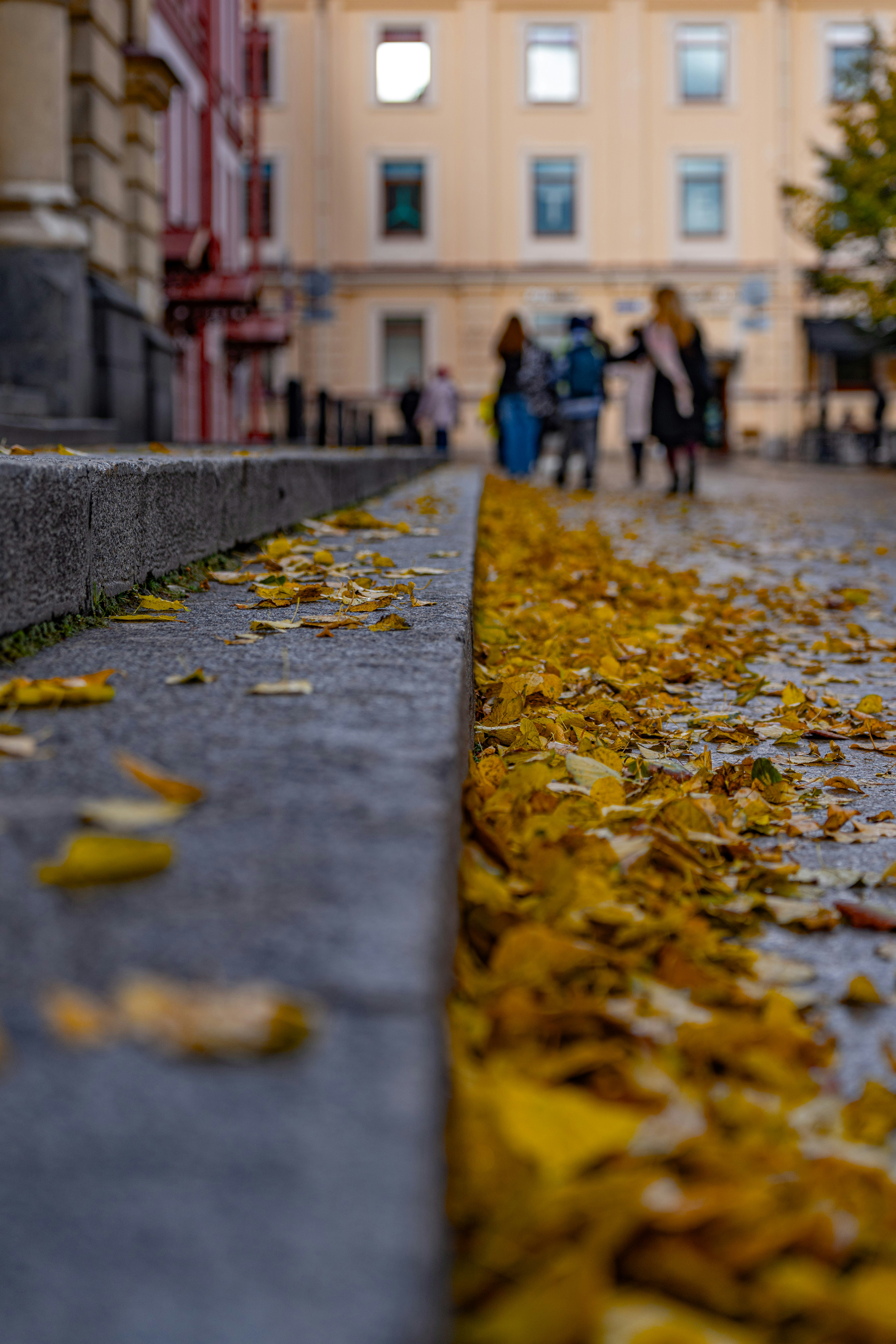Curbside Gold: Autumn Leaves Thread the City Edge