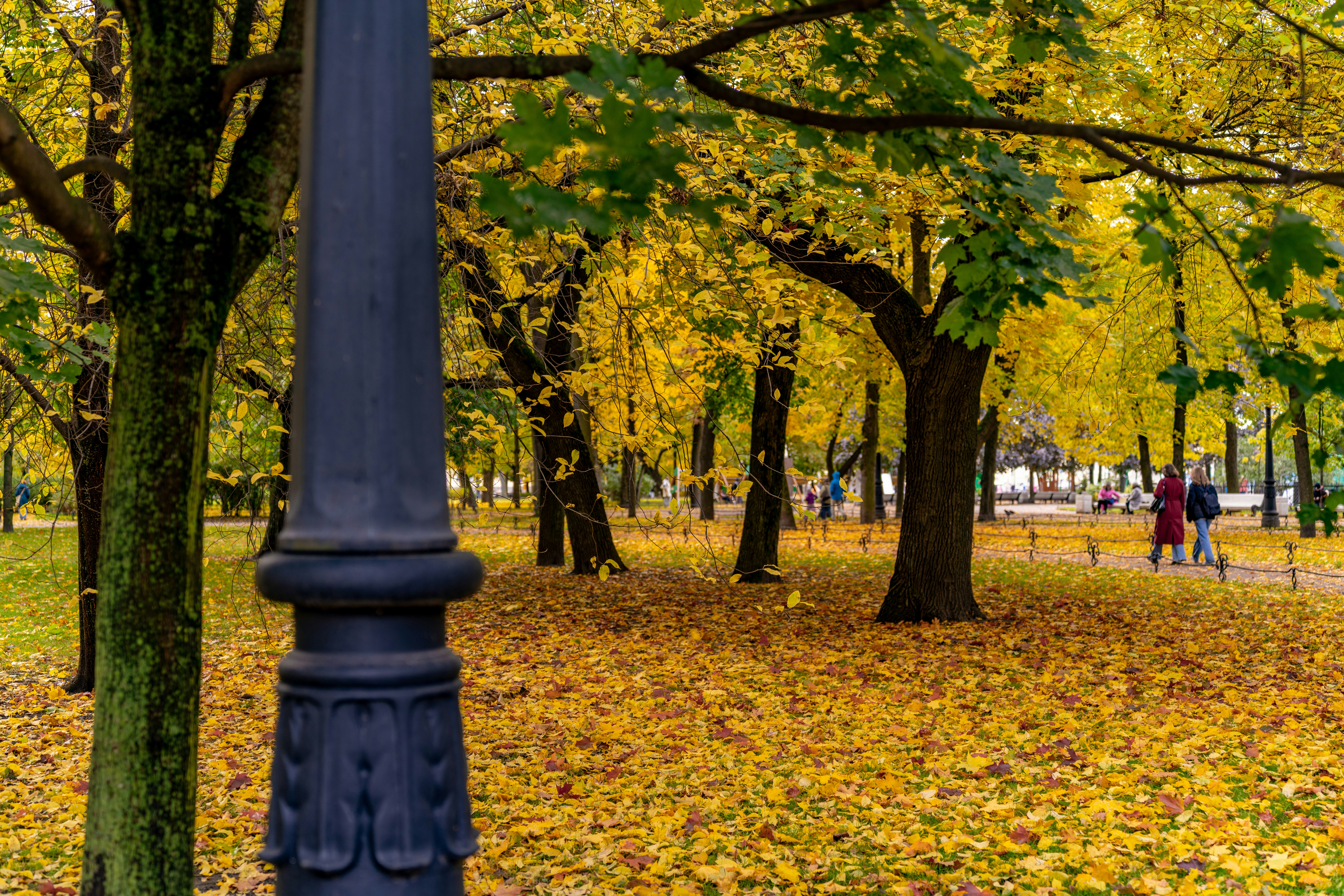 Vibrant autumn leaves blanket the ground in a park, with trees adorned in golden hues framing a serene pathway. Two figures stroll leisurely in the distance.