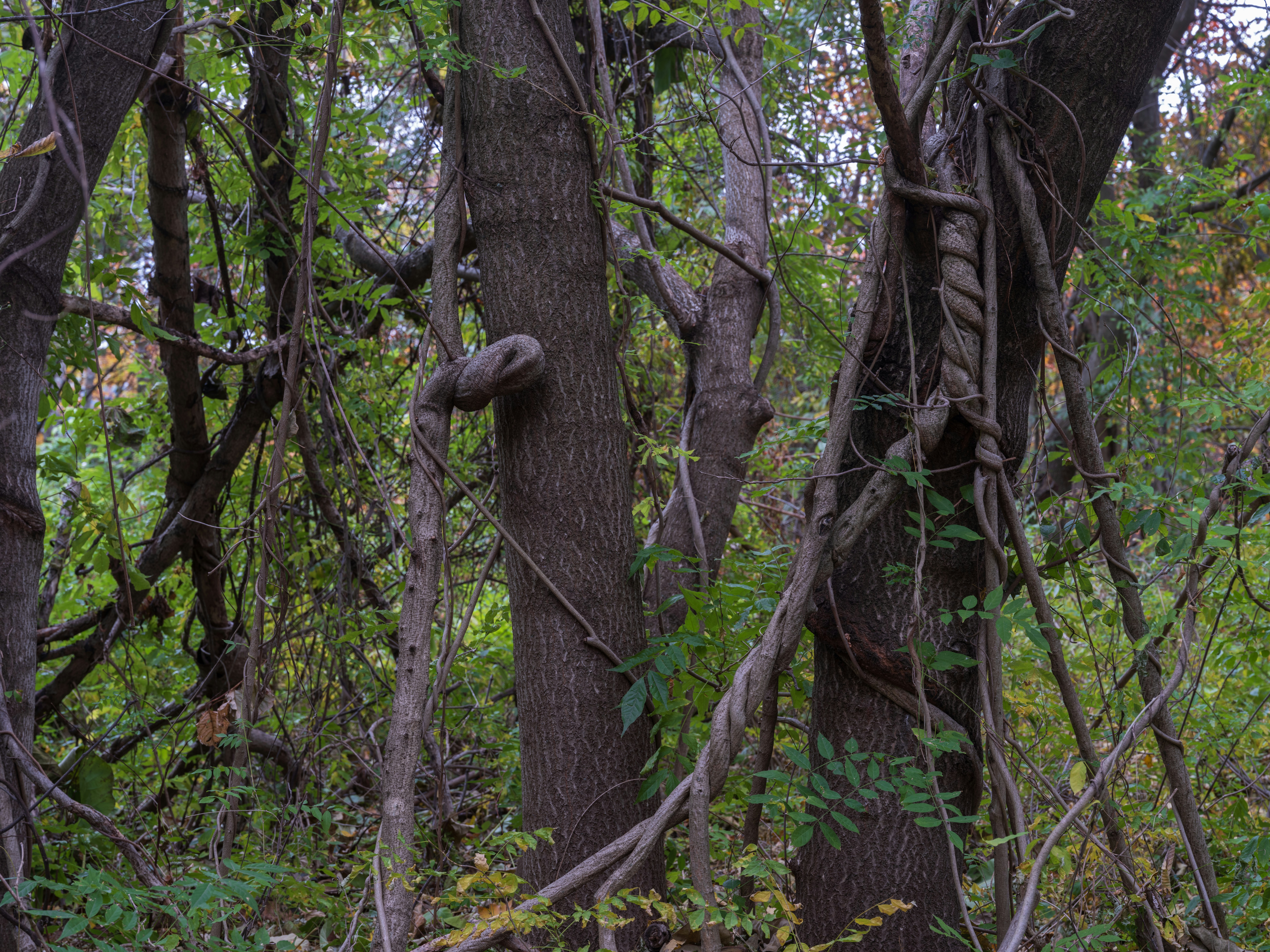 Vines entwined around trees in a dense forest. photo – Free Forest ...