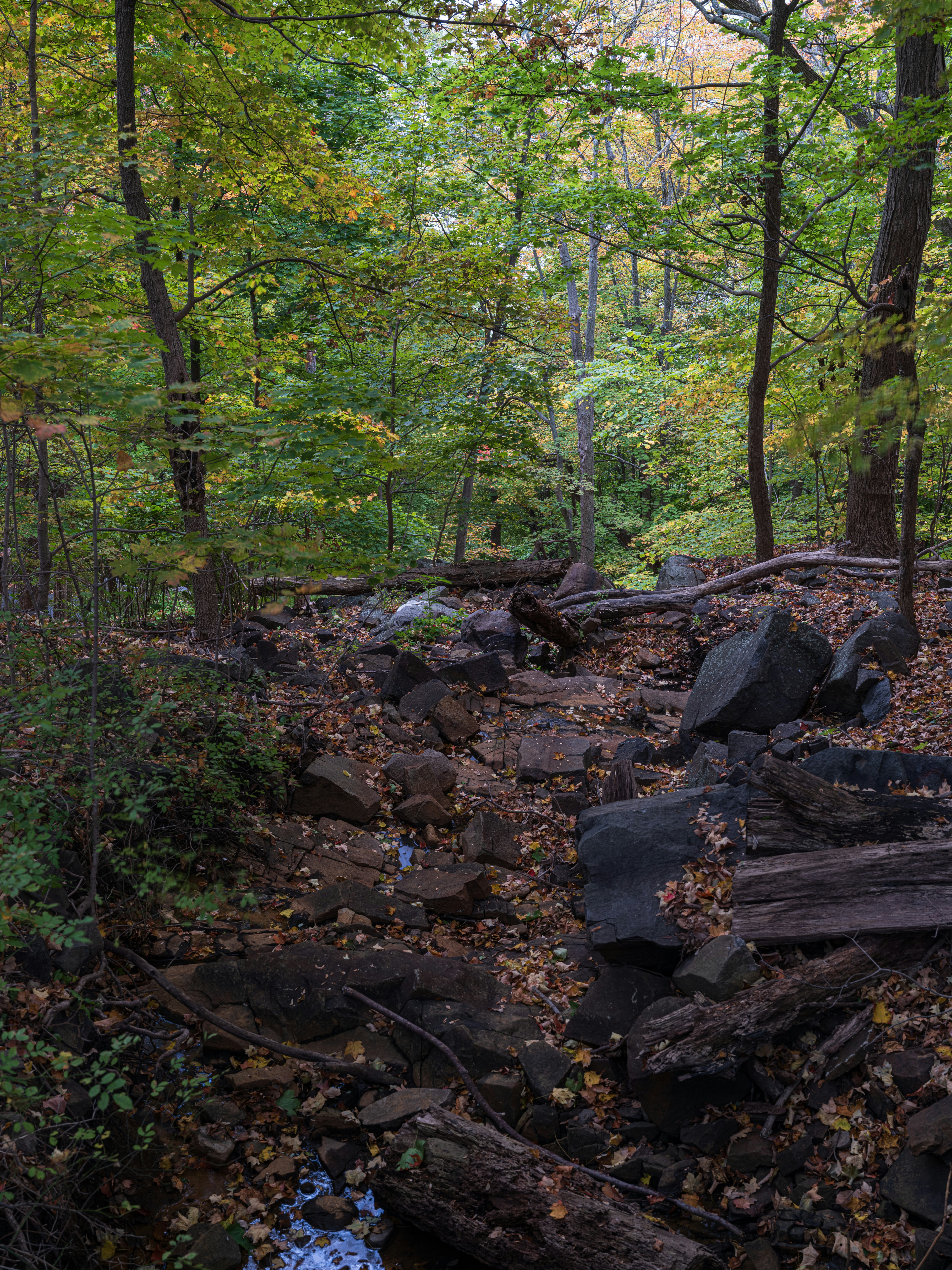 Autumn Refuge: Stones and Leaf-Litter in a Quiet Forest Clearing