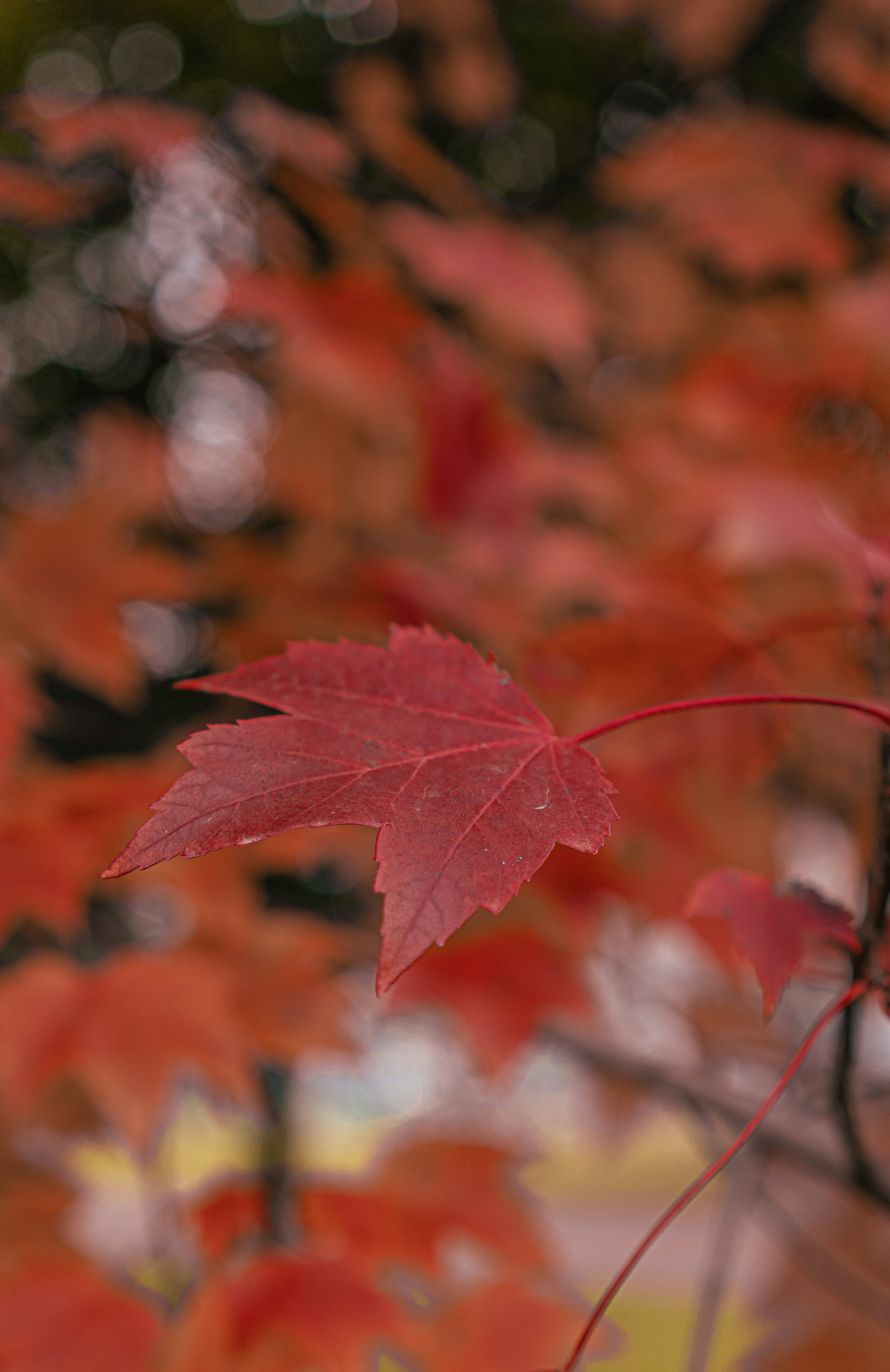 Crimson Whispers of Autumn
