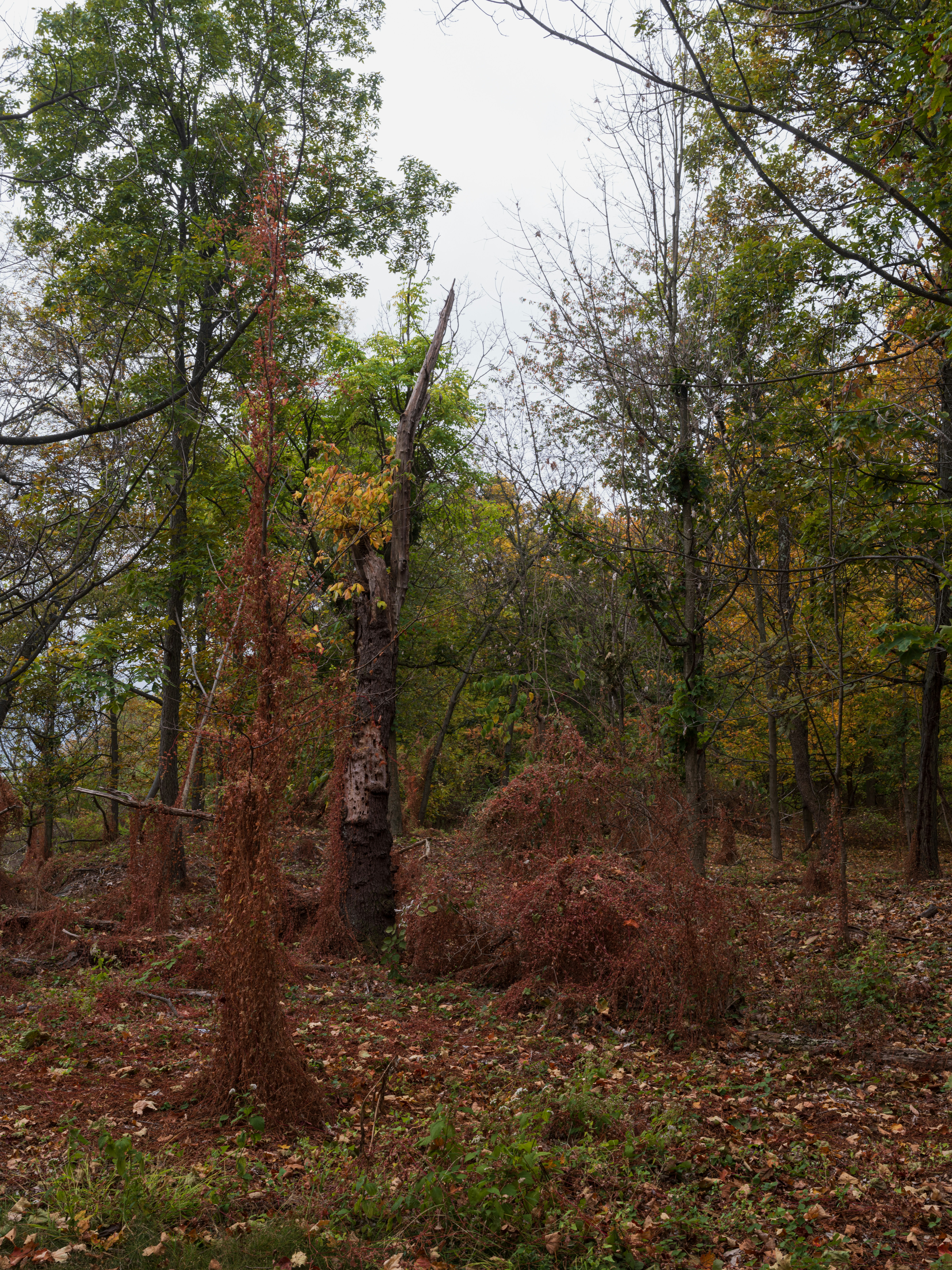 A serene woodland scene showcasing trees adorned with autumn foliage and creeping vines, creating a tapestry of earthy tones and textures.