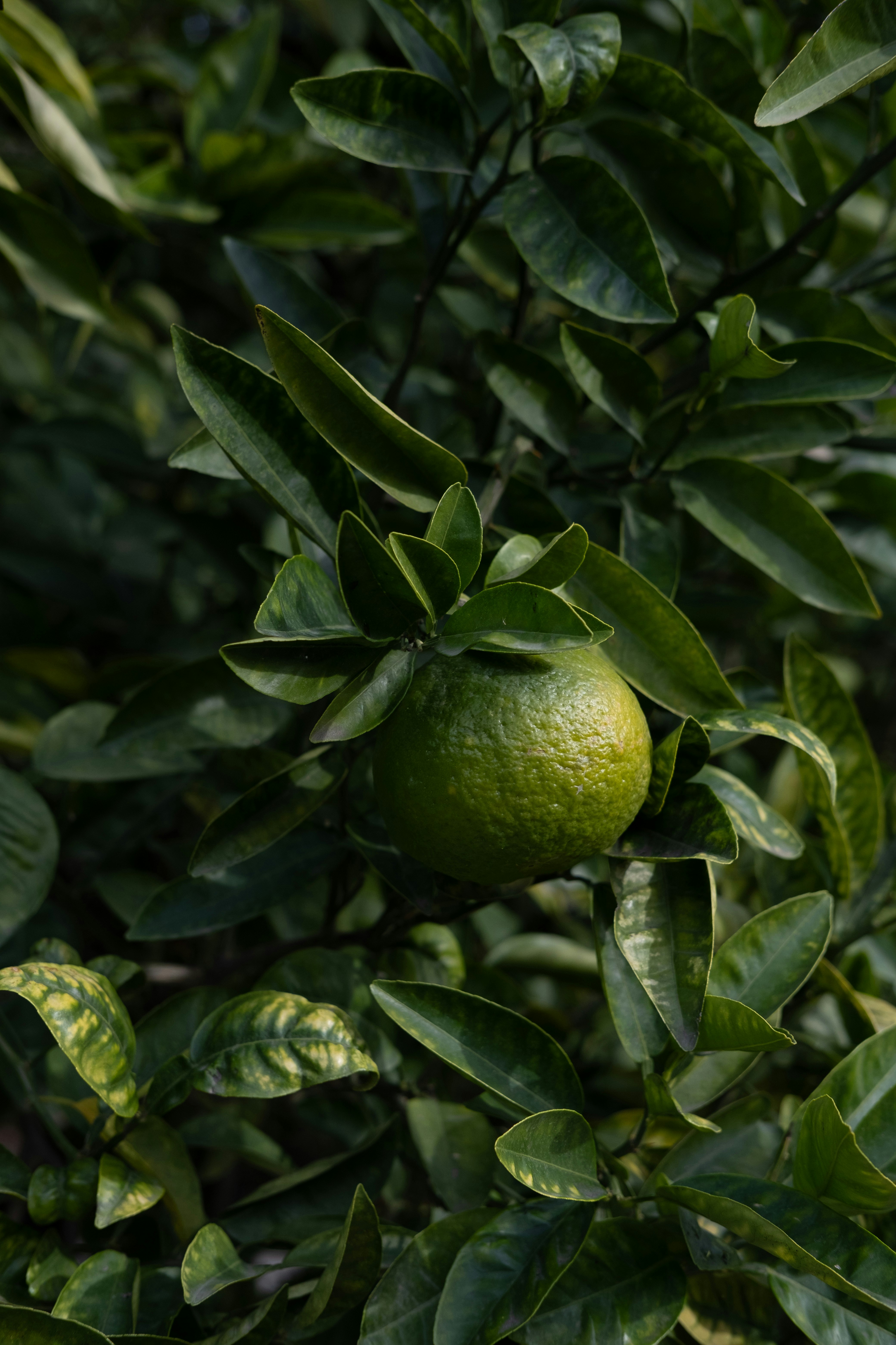 A green citrus fruit hangs on a leafy tree branch.