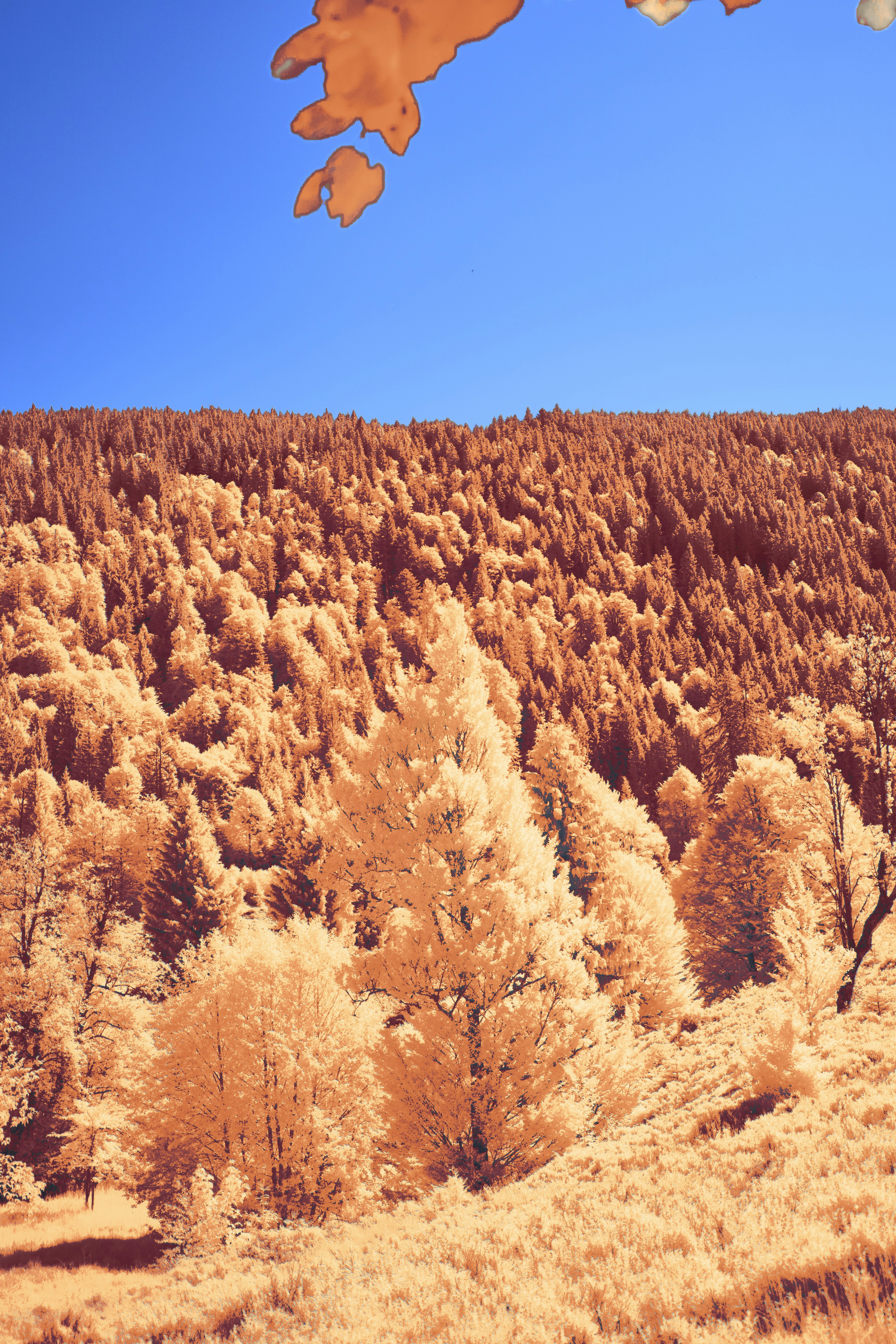 Vibrant orange trees blanket the hillside under a clear blue sky, creating a surreal autumn landscape. The scene showcases the striking contrast between foliage and sky.
