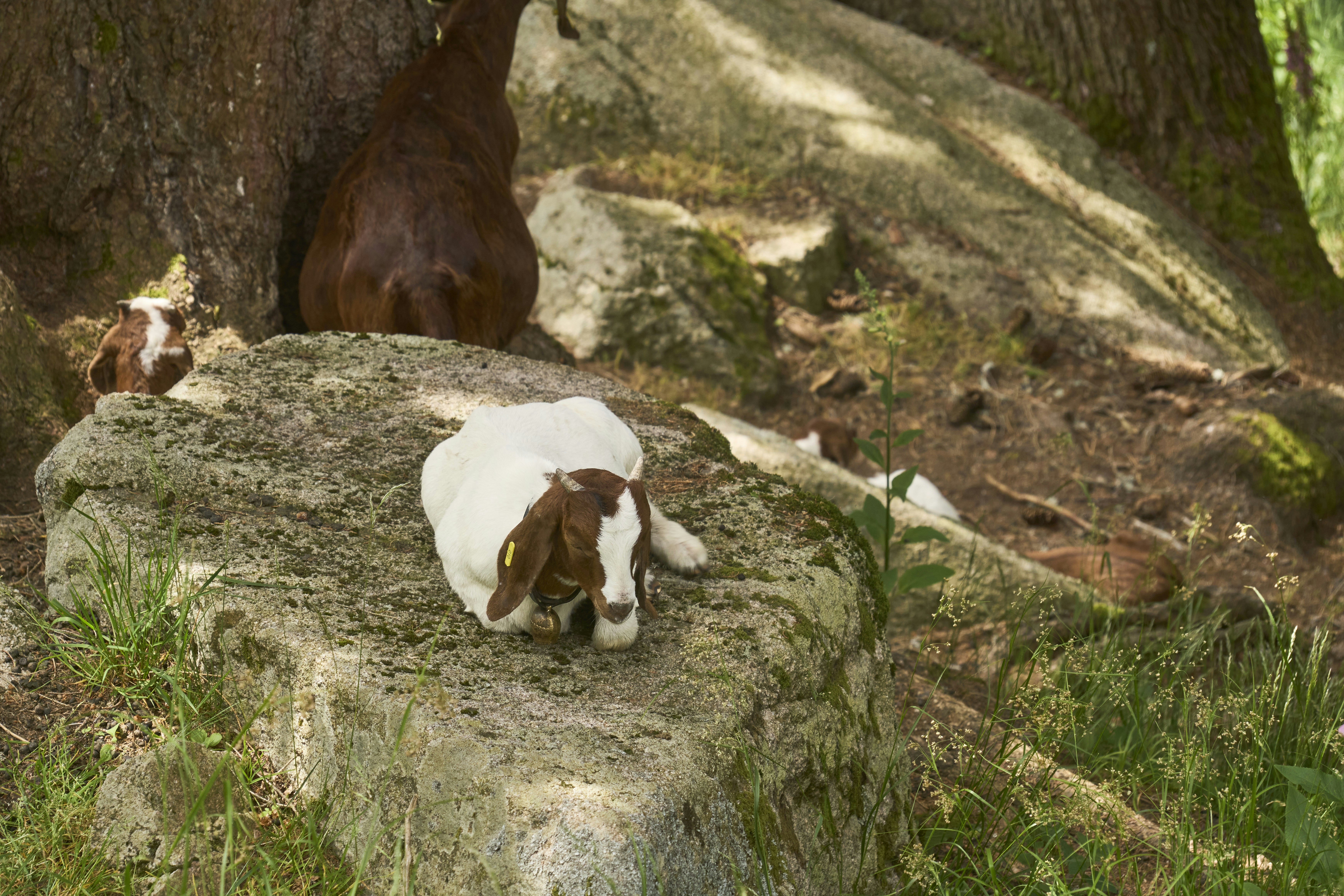 Goats resting on a large rock in a forest.