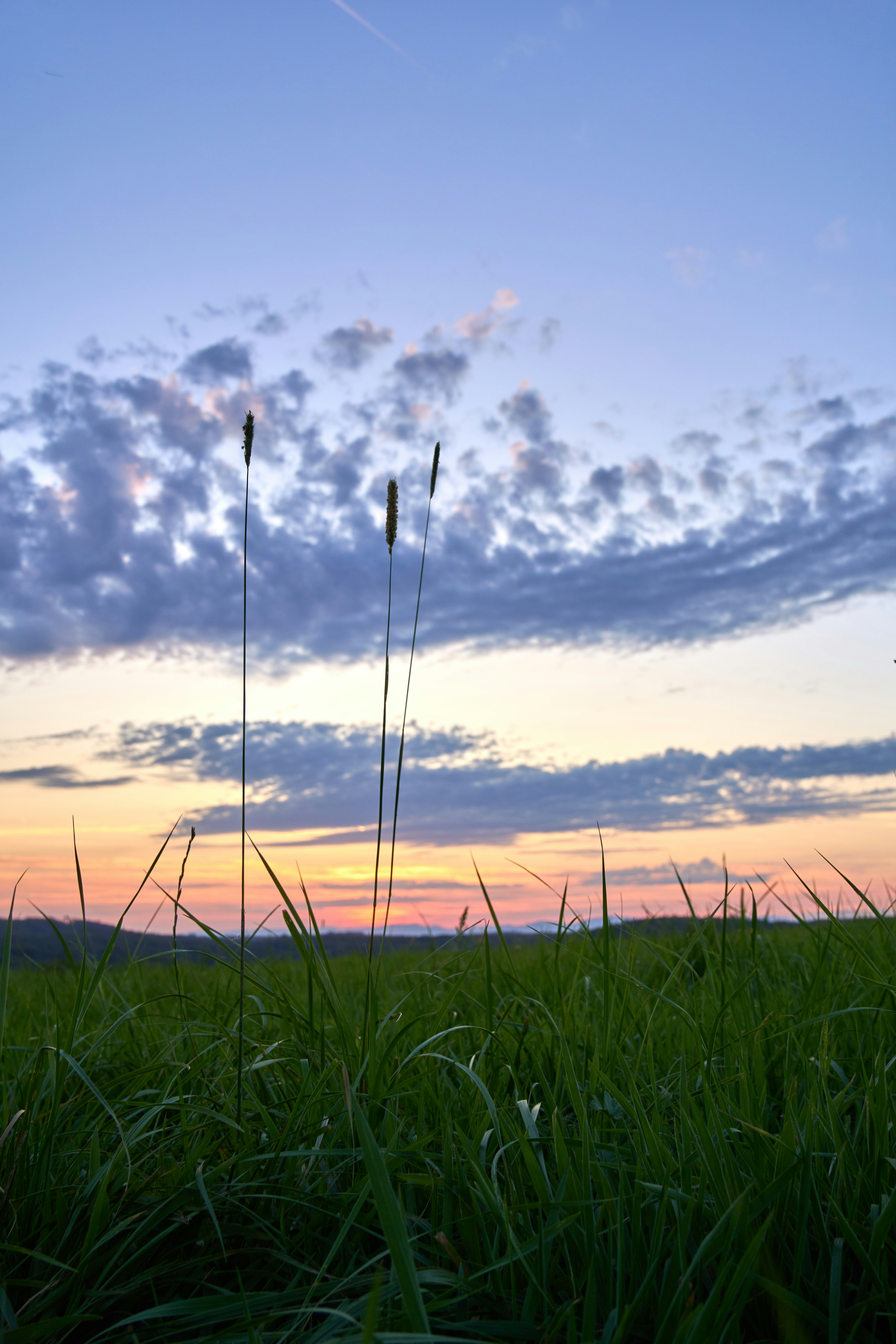 Tall grass blades silhouetted against a colorful sunset sky, creating a serene and tranquil atmosphere. The interplay of light and shadow highlights the beauty of nature.