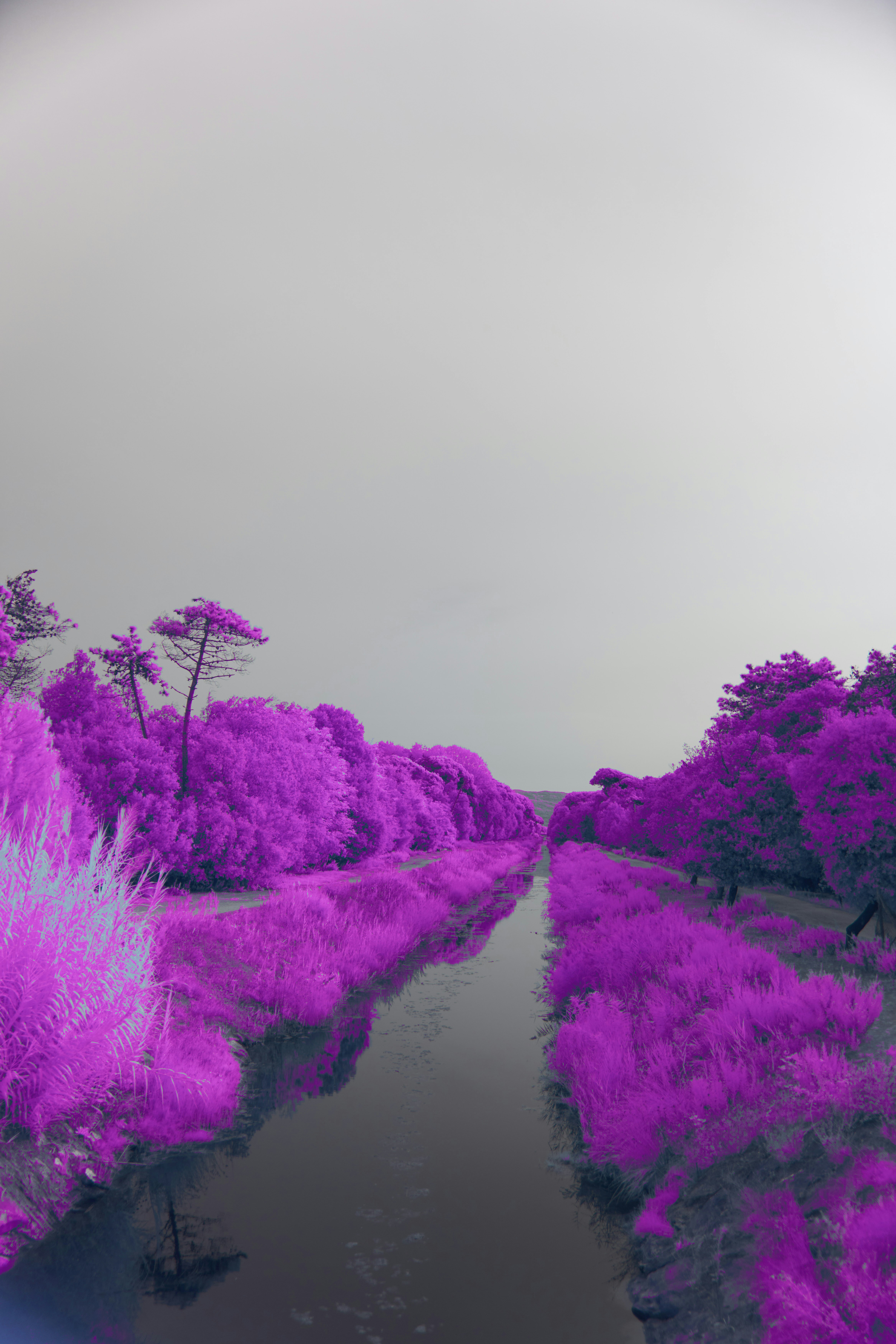 Magenta Meridian: Infrared Canal Through Neon Foliage