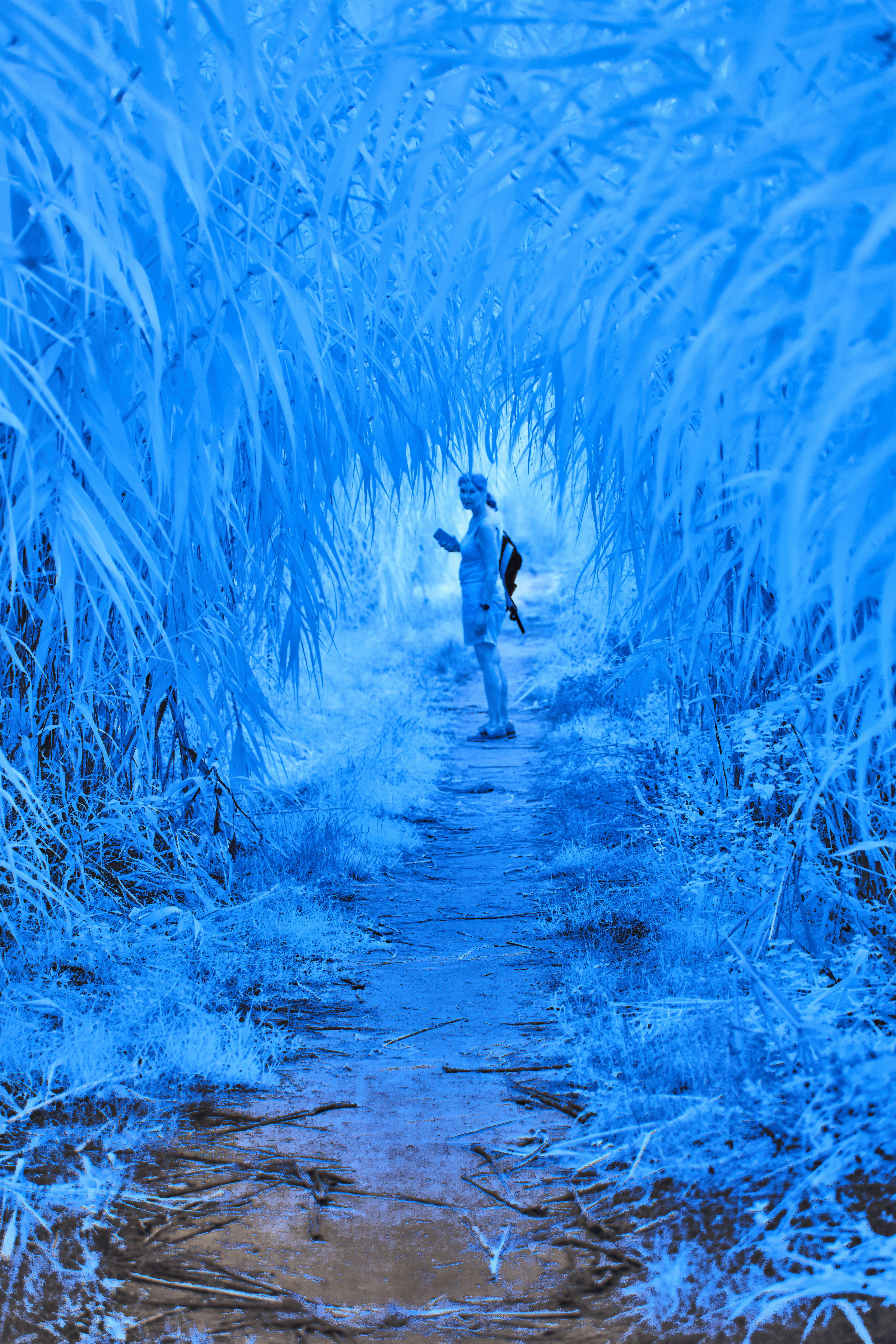 Blue Corridor Wanderer: A lone traveler in a reed-tunnel