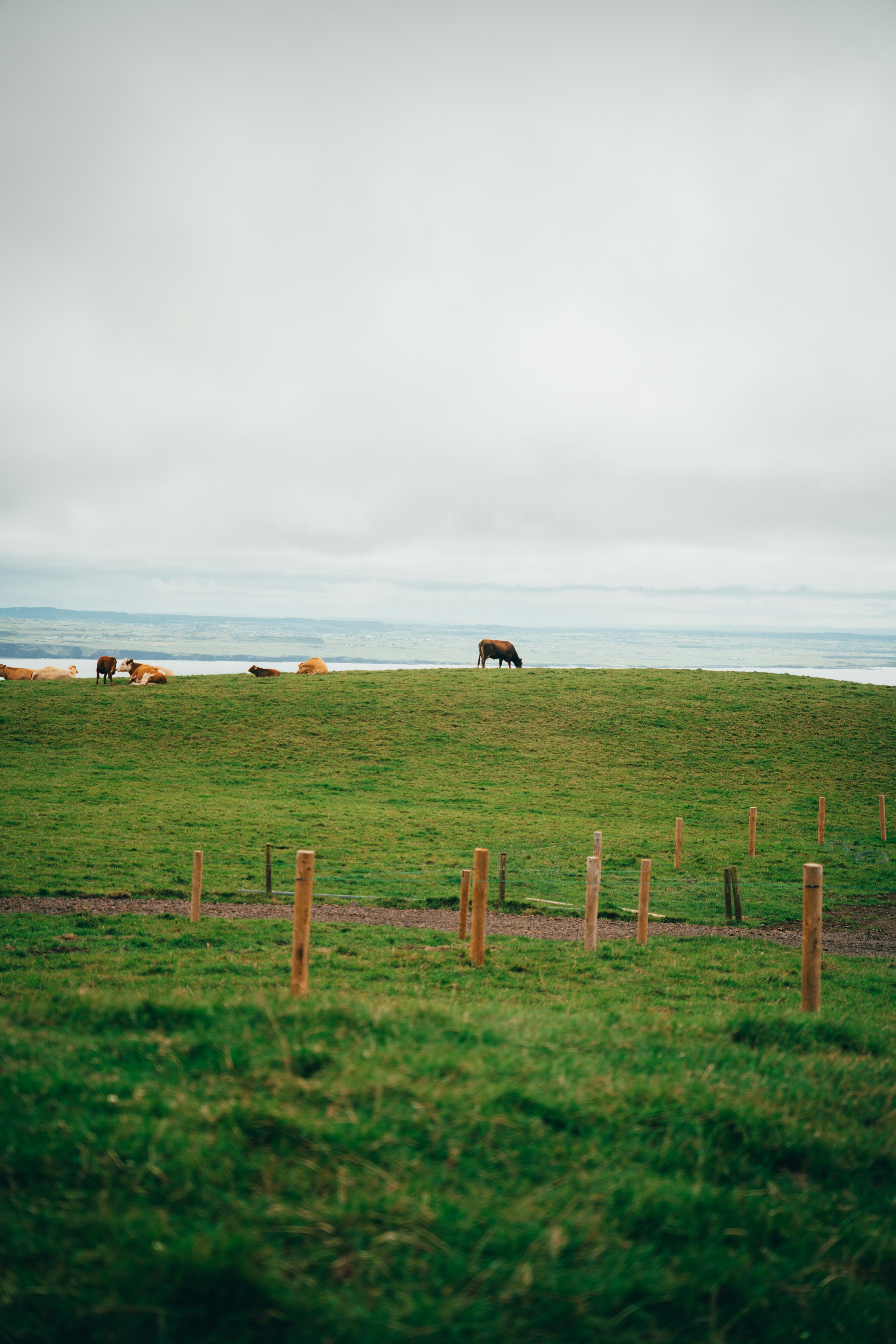 Cows grazing peacefully on a lush green hillside under a cloudy sky. Wooden posts mark the landscape, adding a rustic touch.