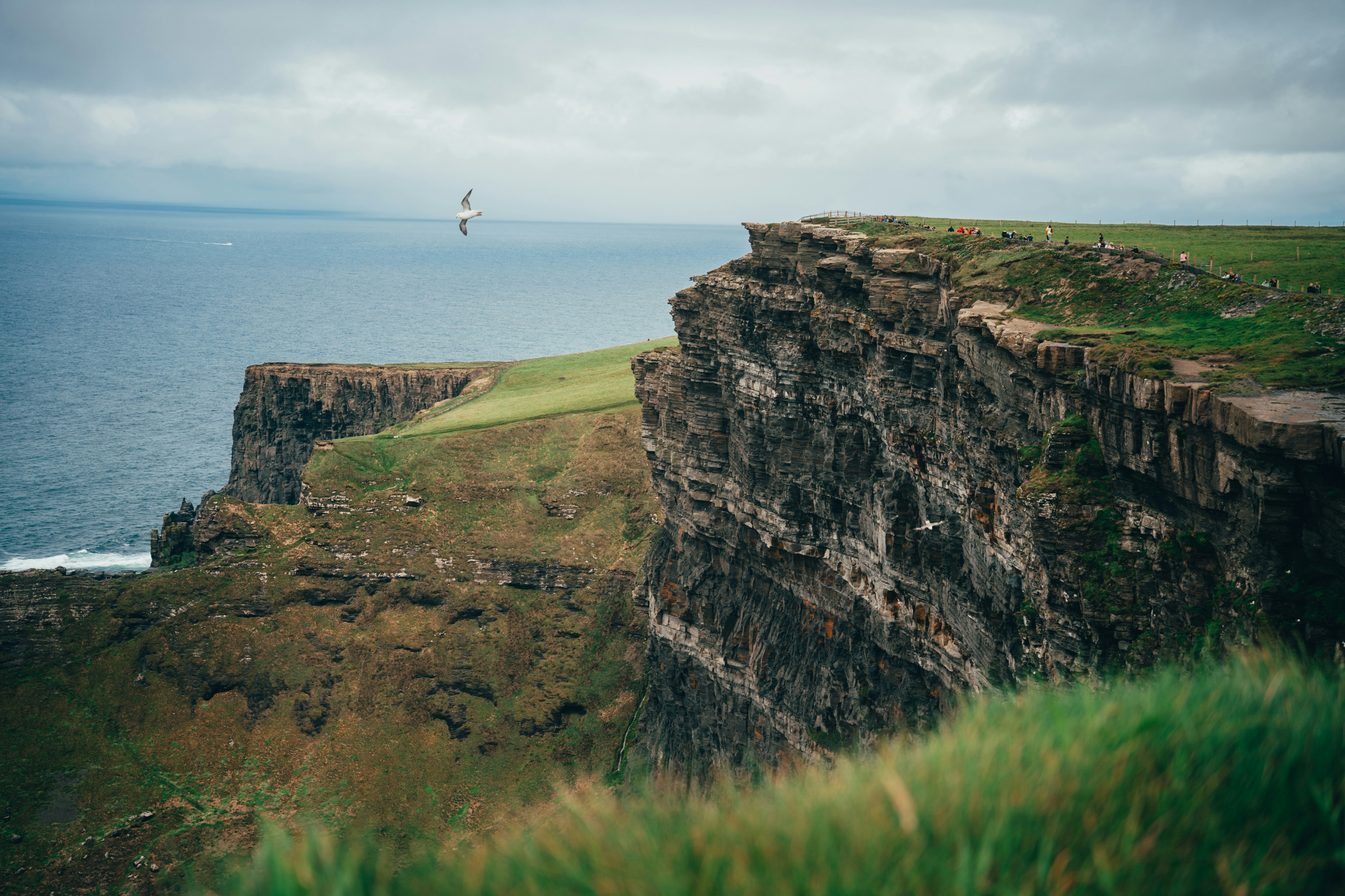 Flight Over the Edge: Seagull Against a Wind-Swept Cliffs