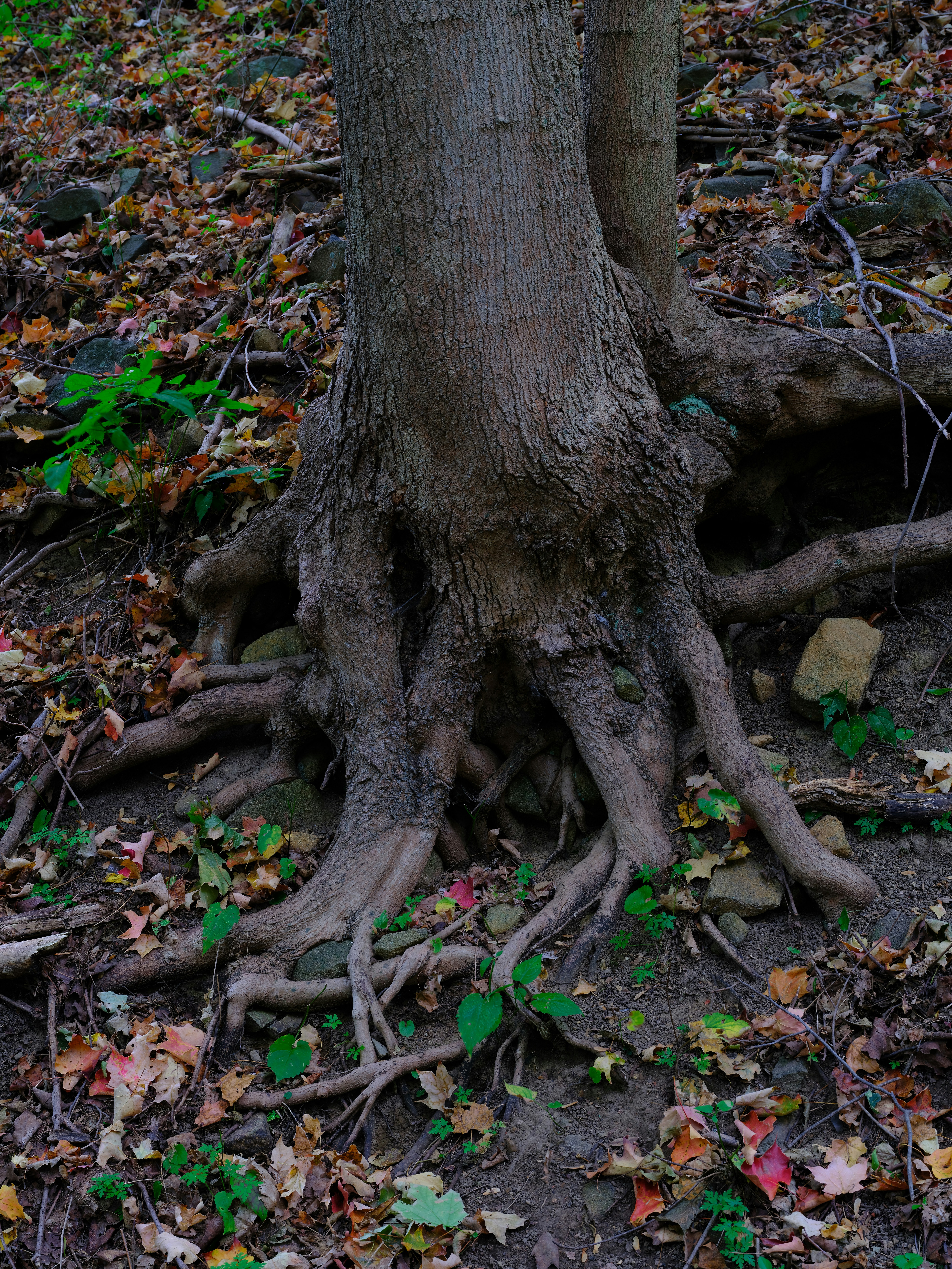 Rootbound Sentinel: A Weathered Trunk Framed by Sprawling Roots