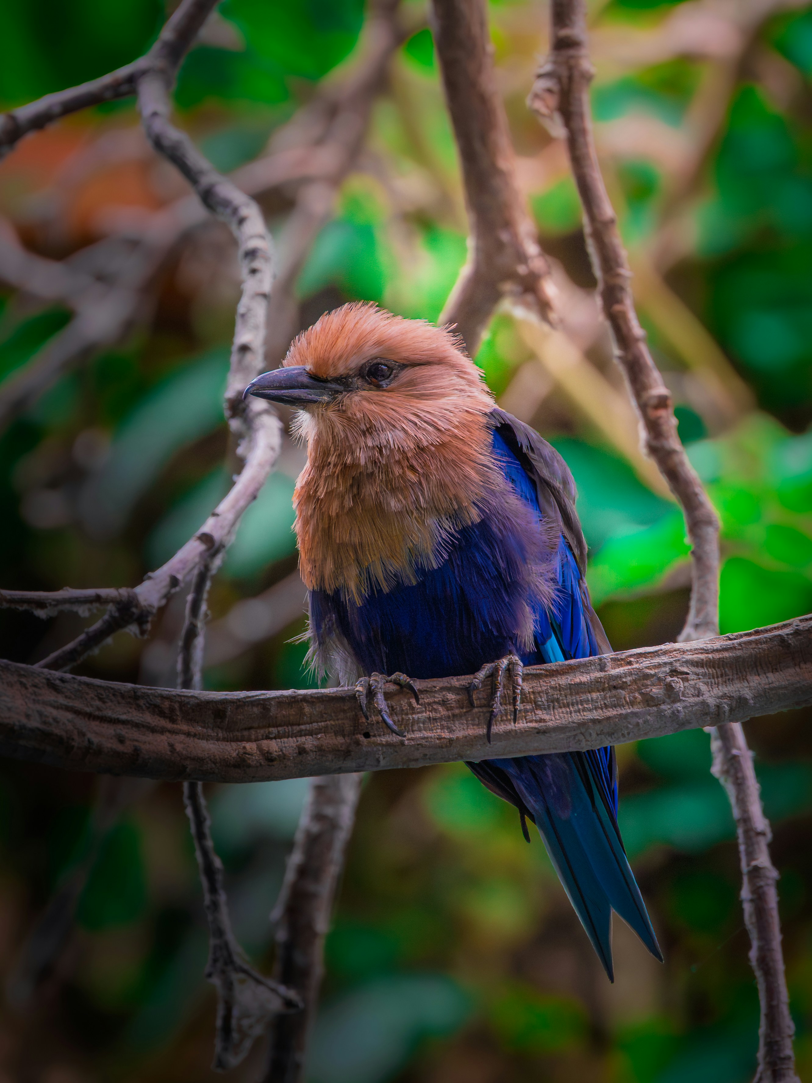 Nature's Palette: The Colorful Avian Sentinel