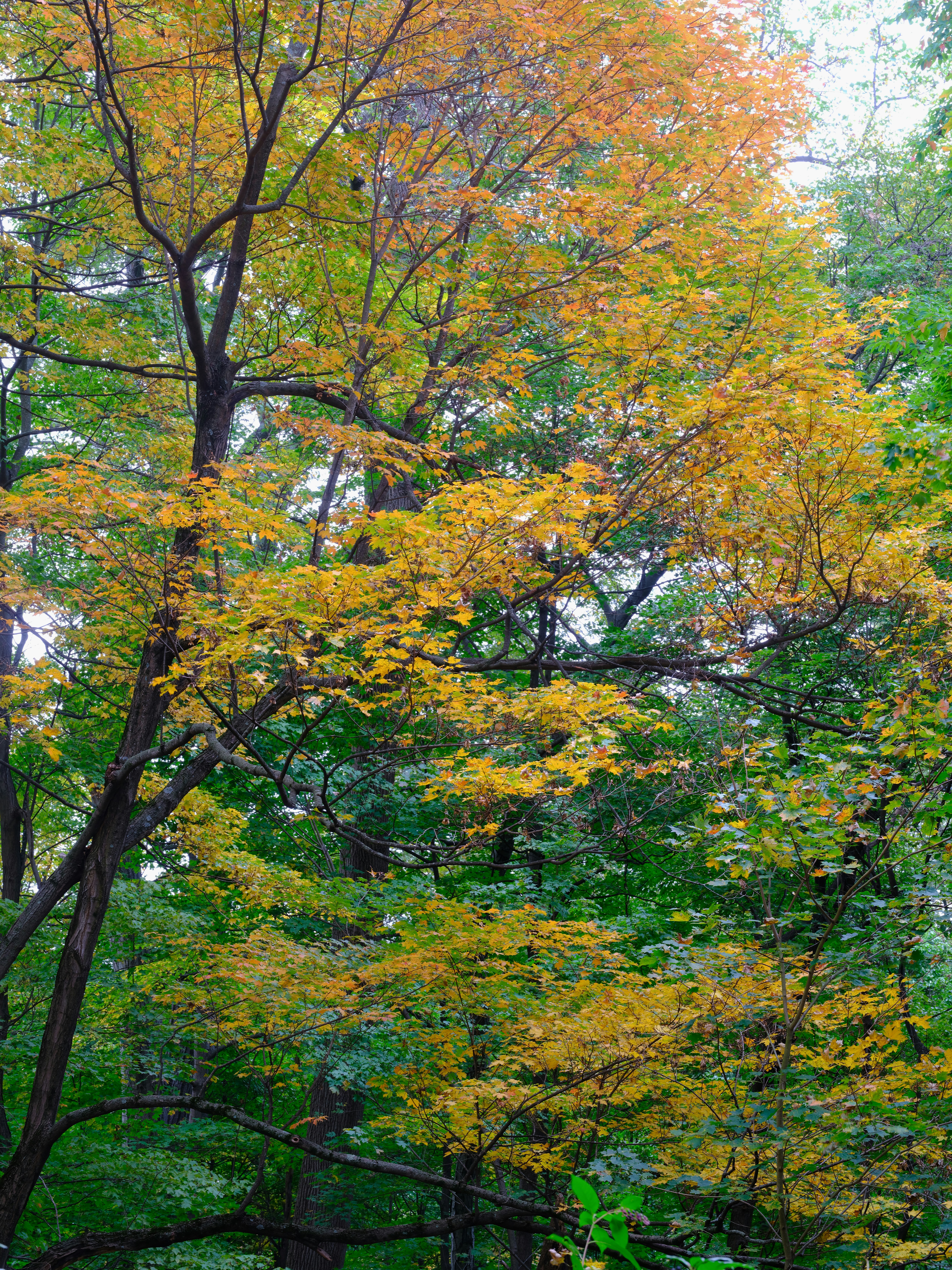Autumn Network: Golden Leaves Weaving Through a Green Forest Canopy