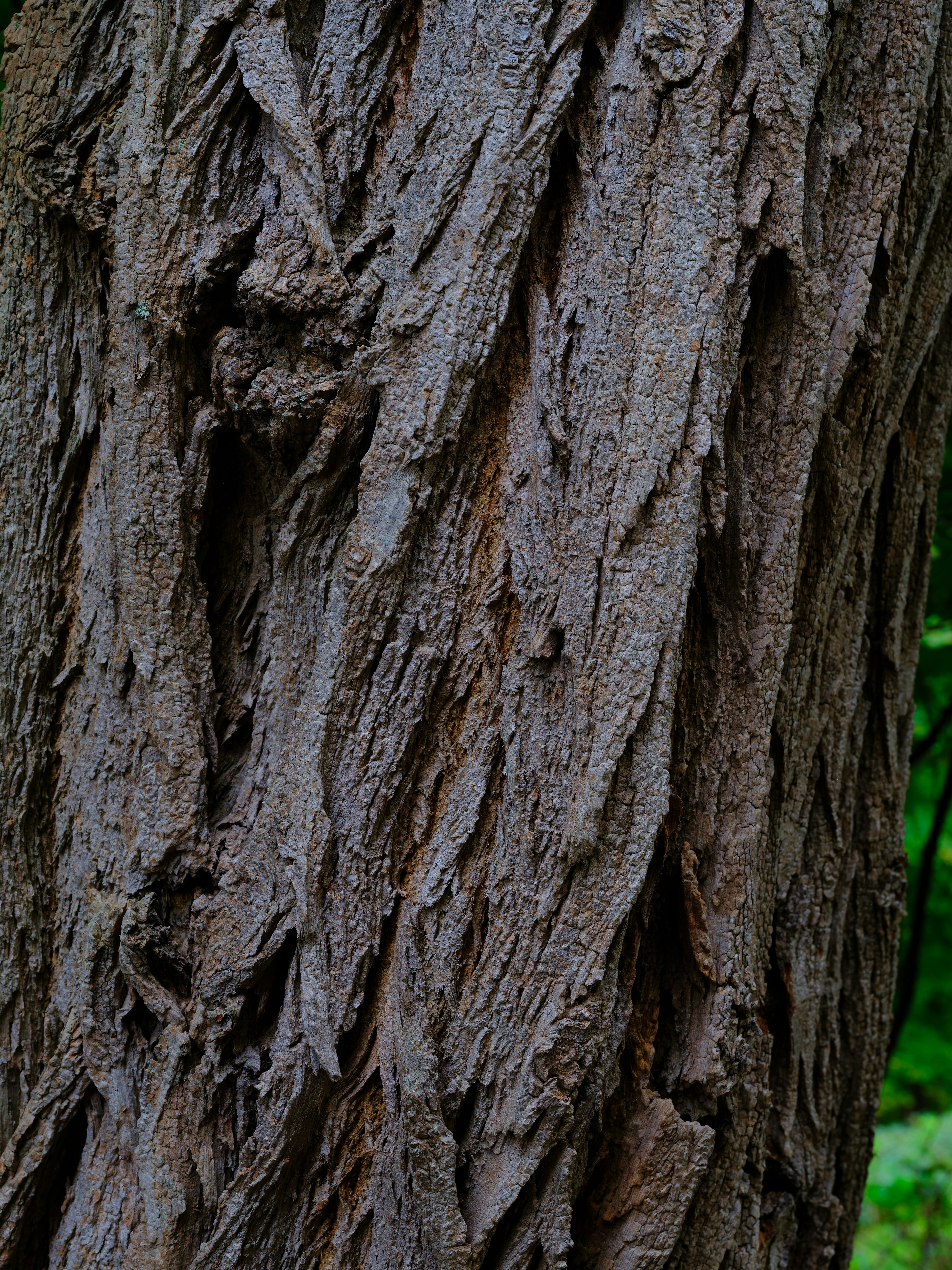 The Intricate Tapestry of Nature's Armor