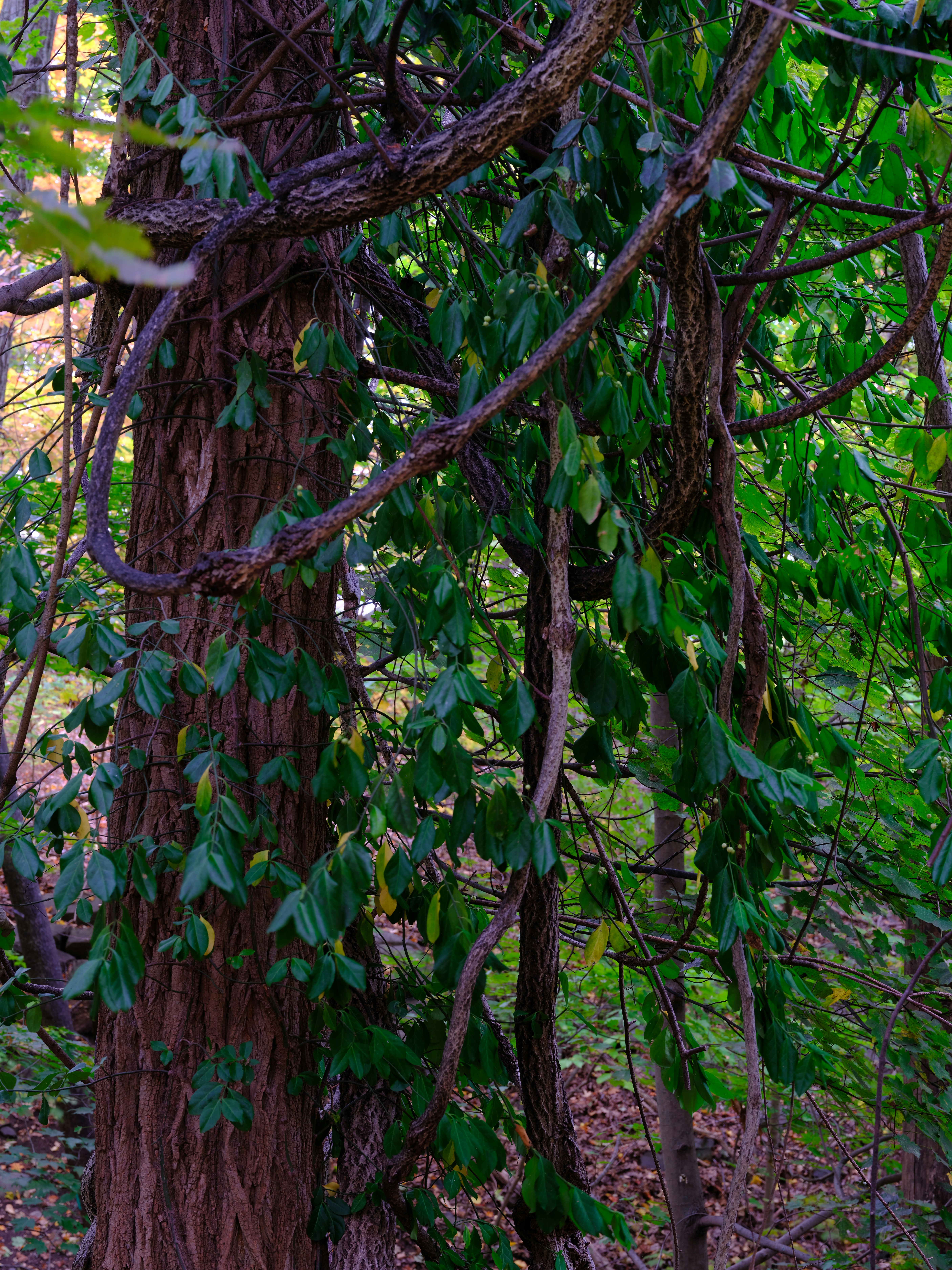Lush green leaves intertwine with a textured tree trunk, showcasing the harmony of nature. The scene captures the essence of a tranquil forest environment.