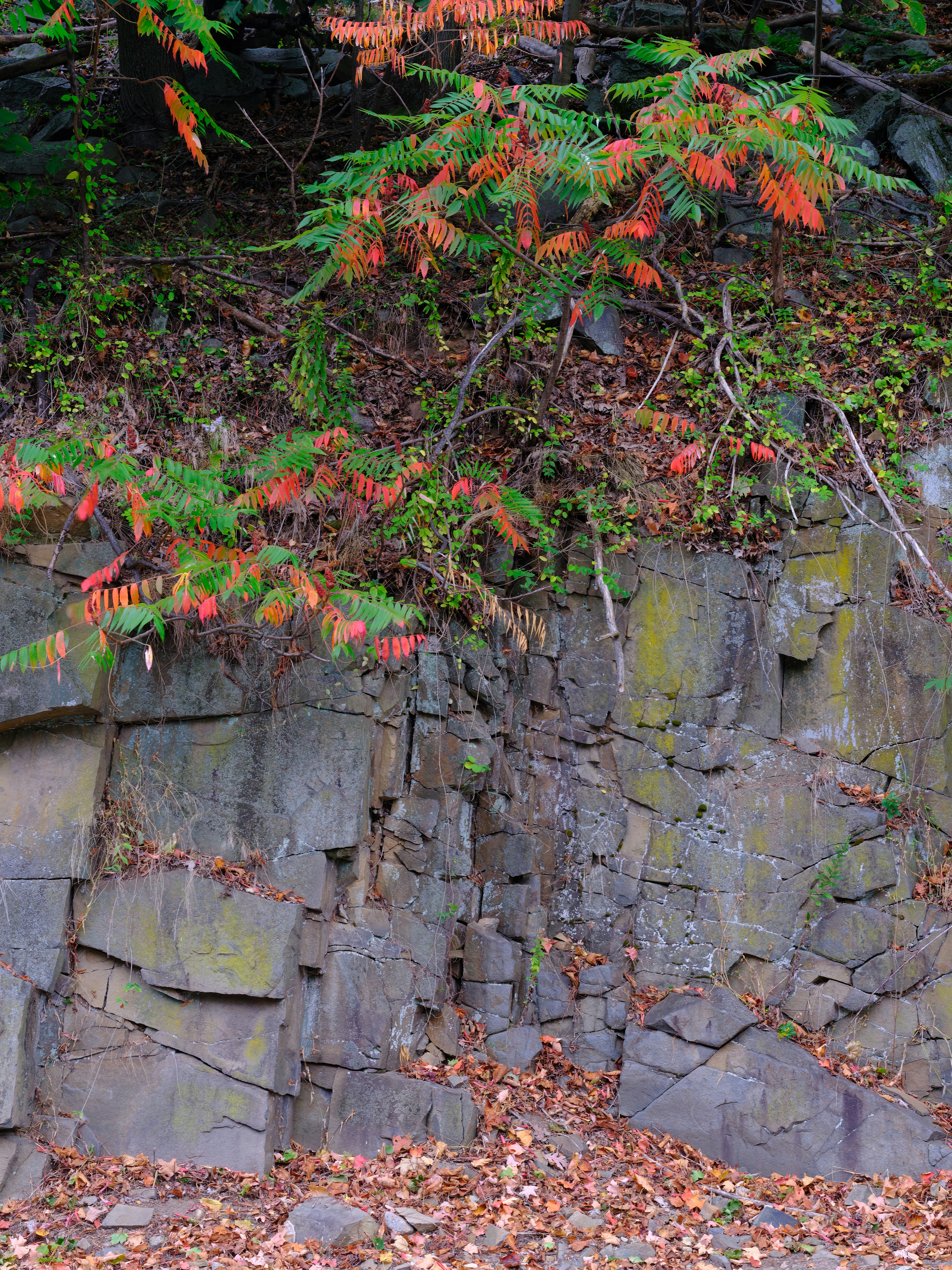 Autumn's Embrace on Rocky Terrain
