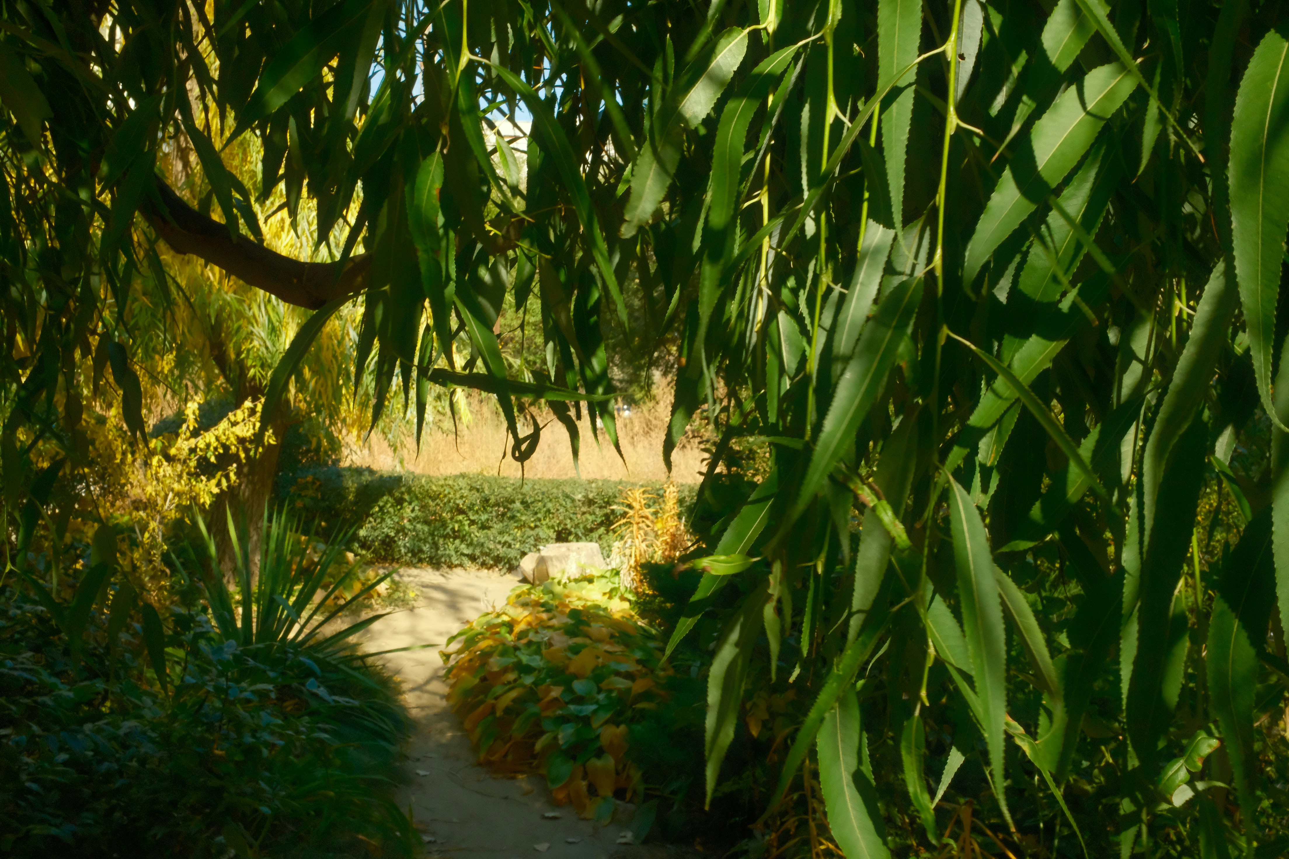 Whispers of Nature's Pathway