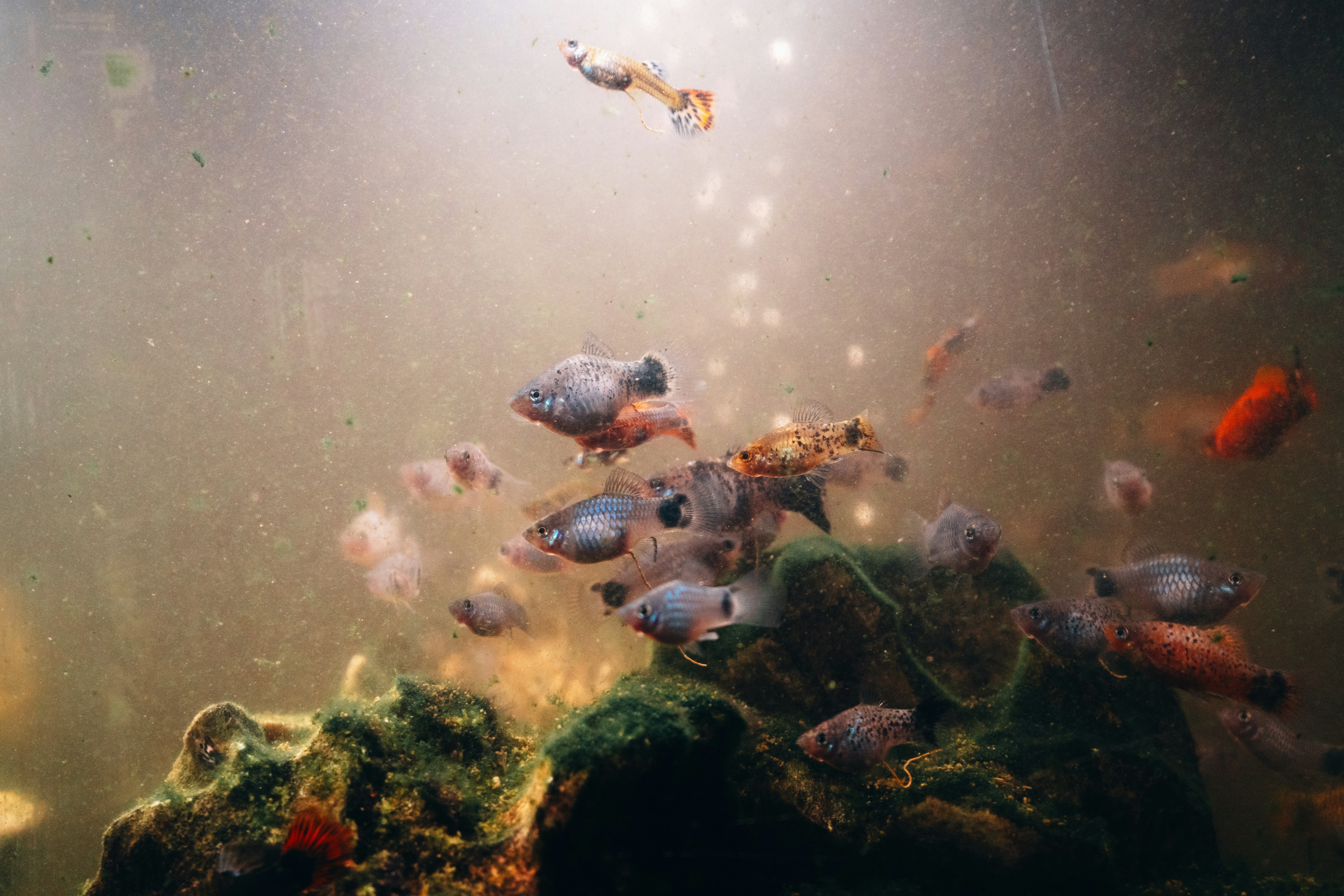 A vibrant underwater scene featuring a variety of fish swimming around rocky terrain in an aquarium. Bubbles rise through the water, adding to the lively atmosphere.