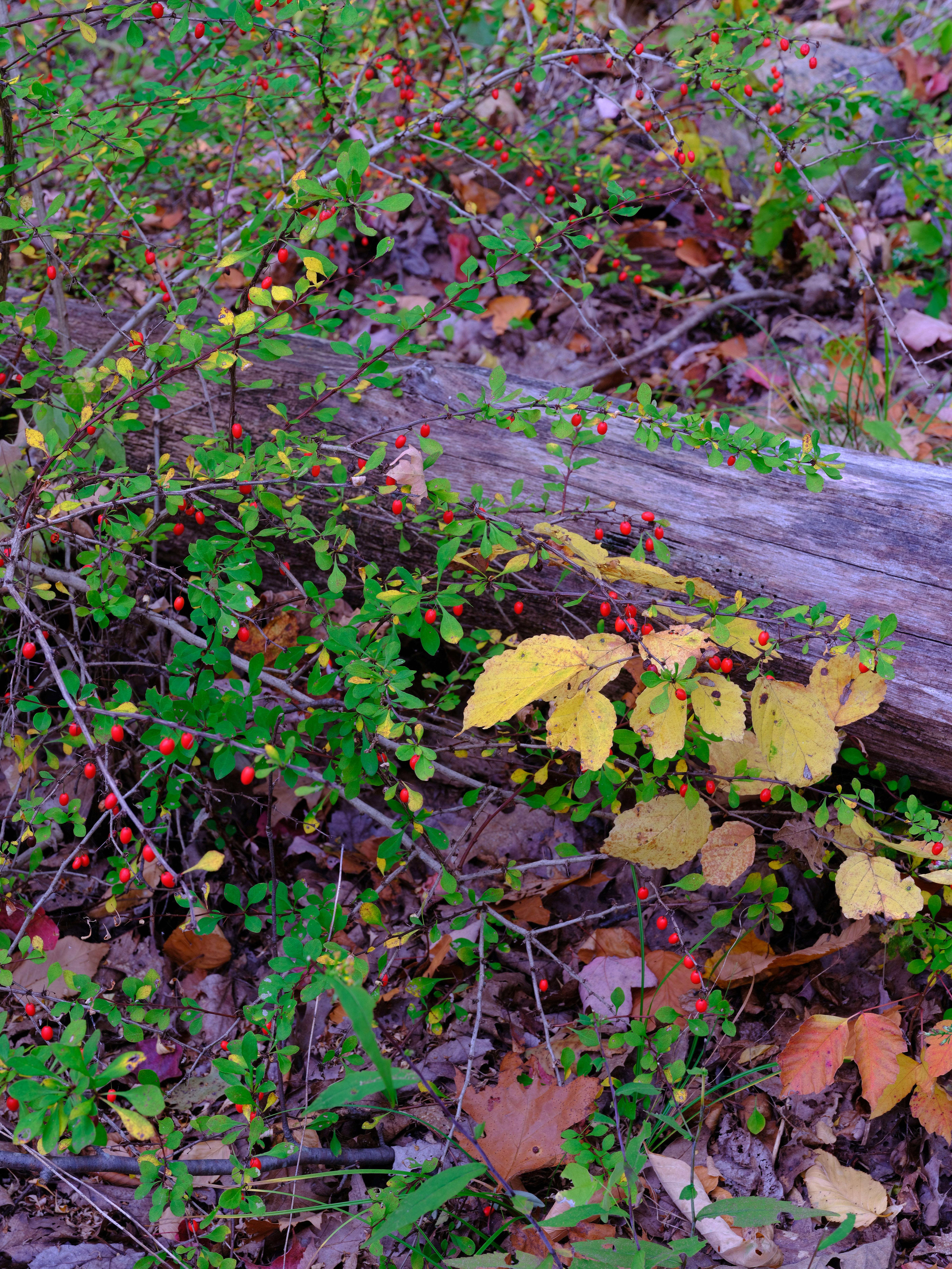 Nature's Palette: A Study in Autumn Hues