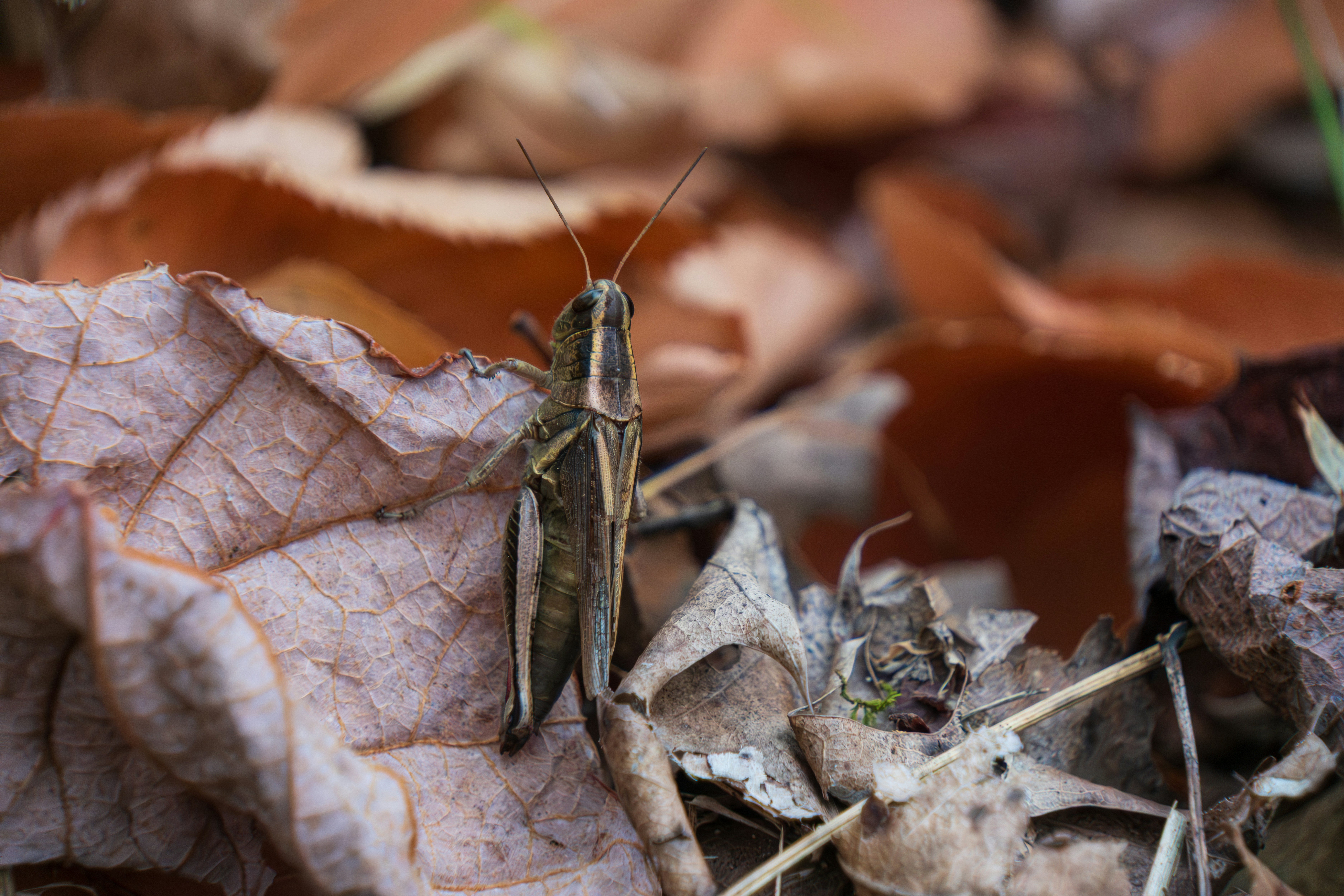 Nature's Camouflage: The Grasshopper's Disguise