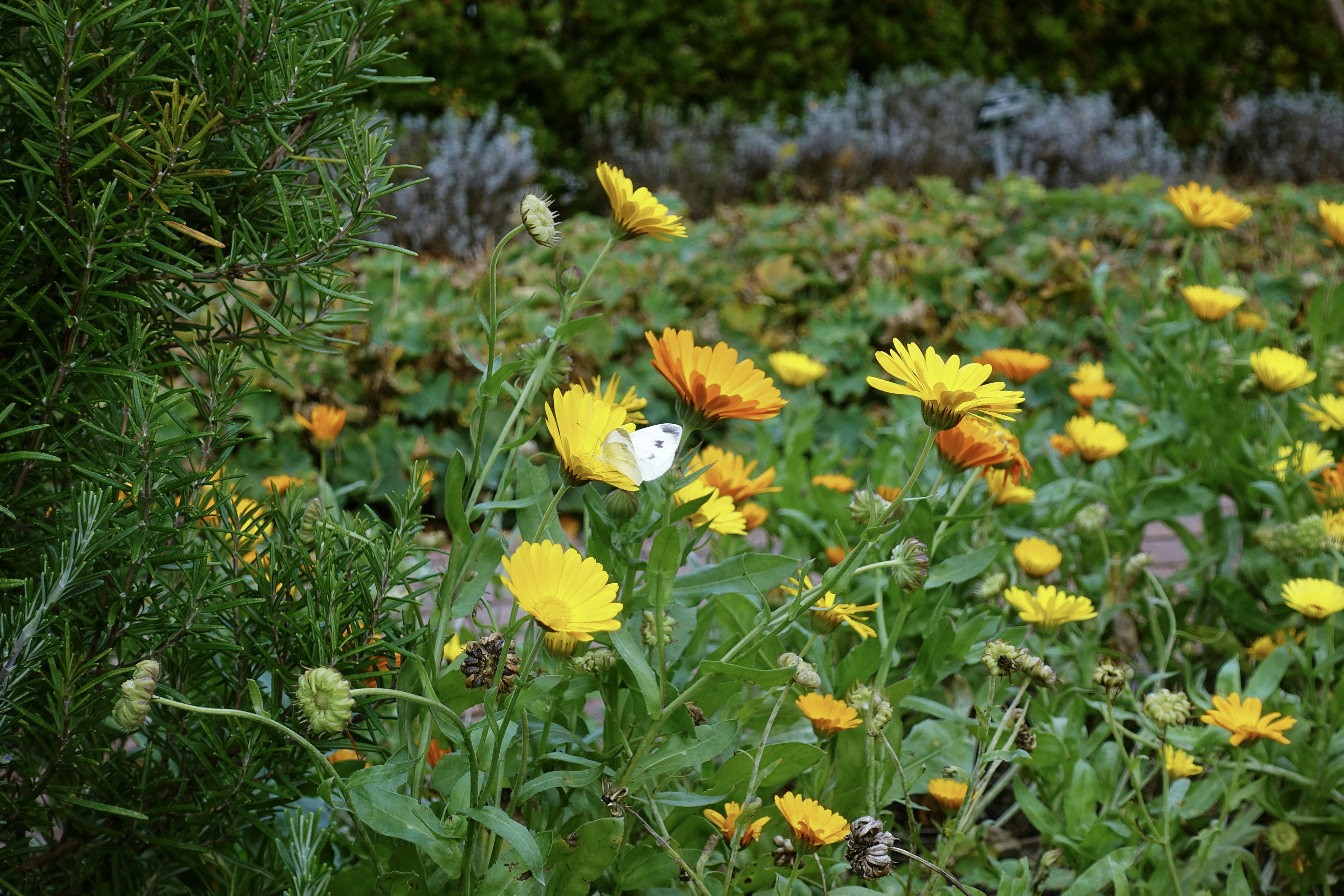A white butterfly rests on yellow flowers.