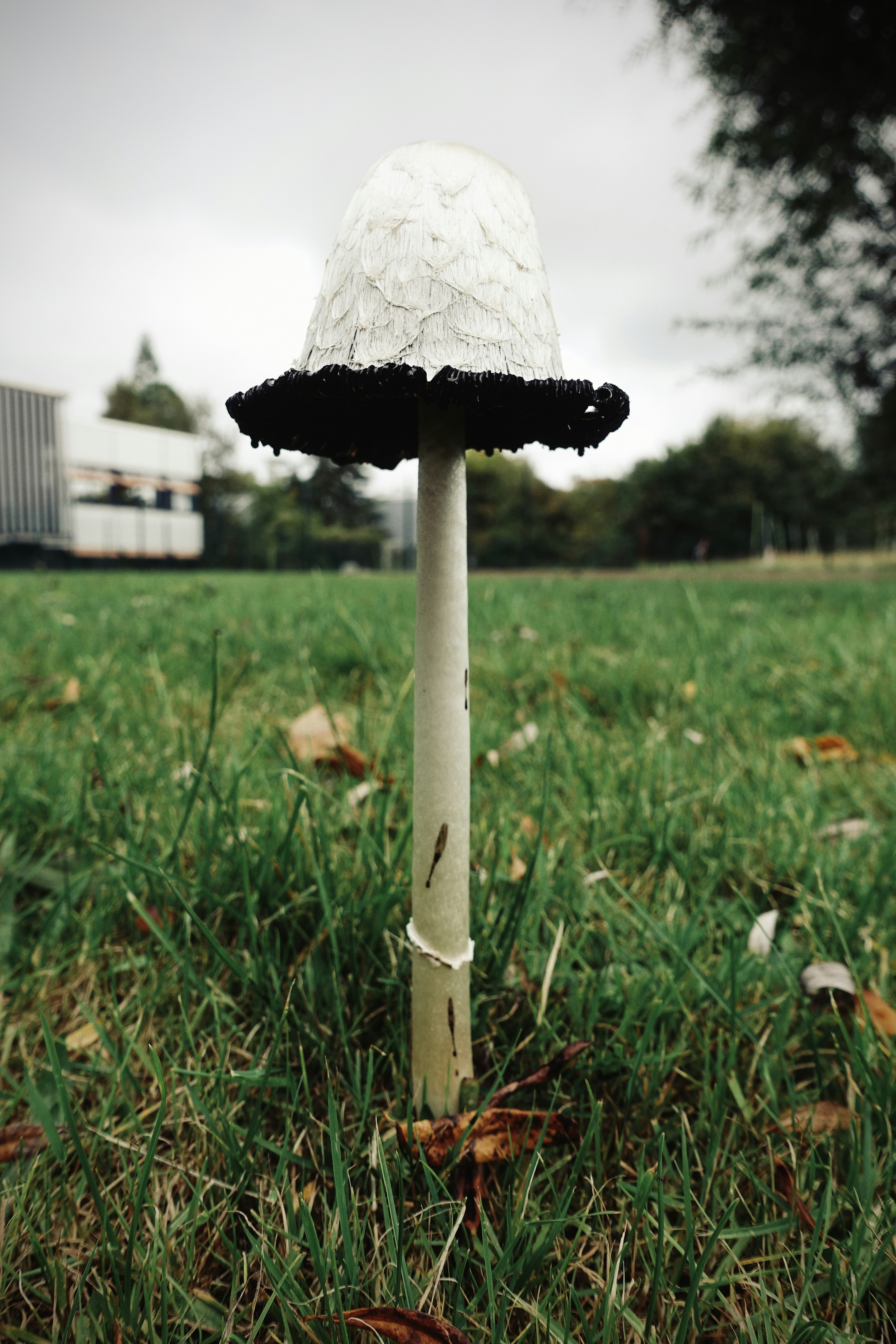 A single shaggy ink cap mushroom in green grass.