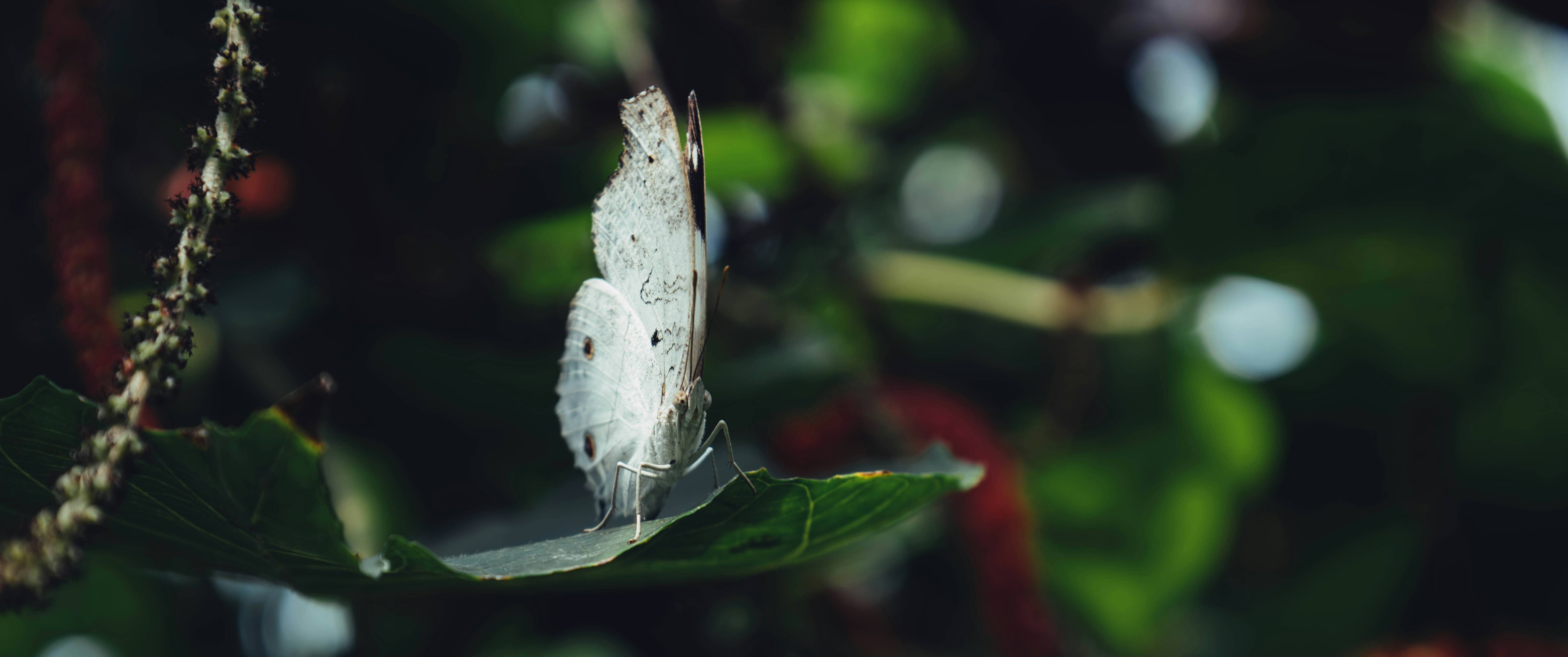Whispers of Nature: The Delicate Dance of a Butterfly