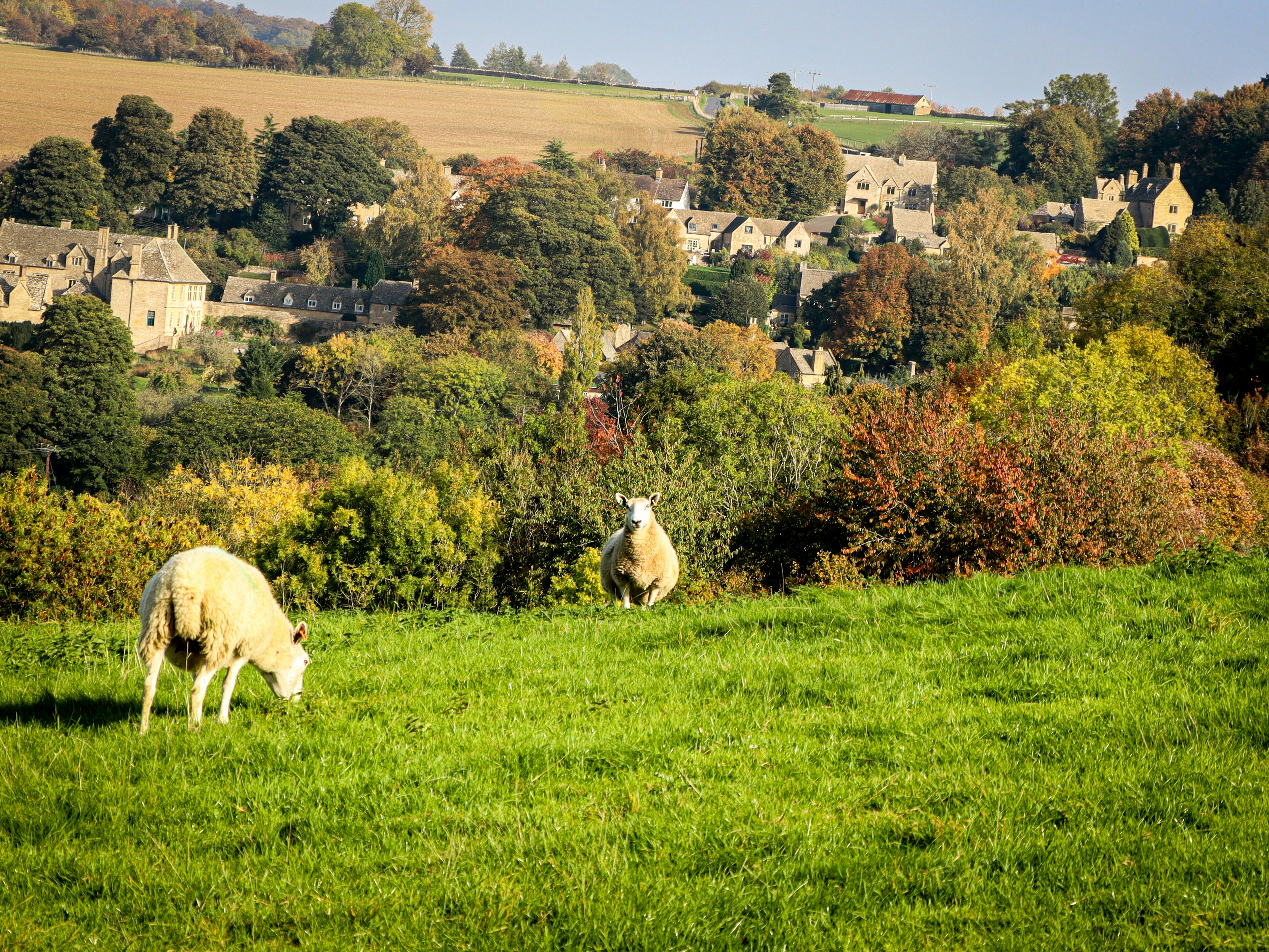 Two sheep grazing peacefully on a vibrant green field with a picturesque village nestled in the background, showcasing the beauty of rural landscapes.