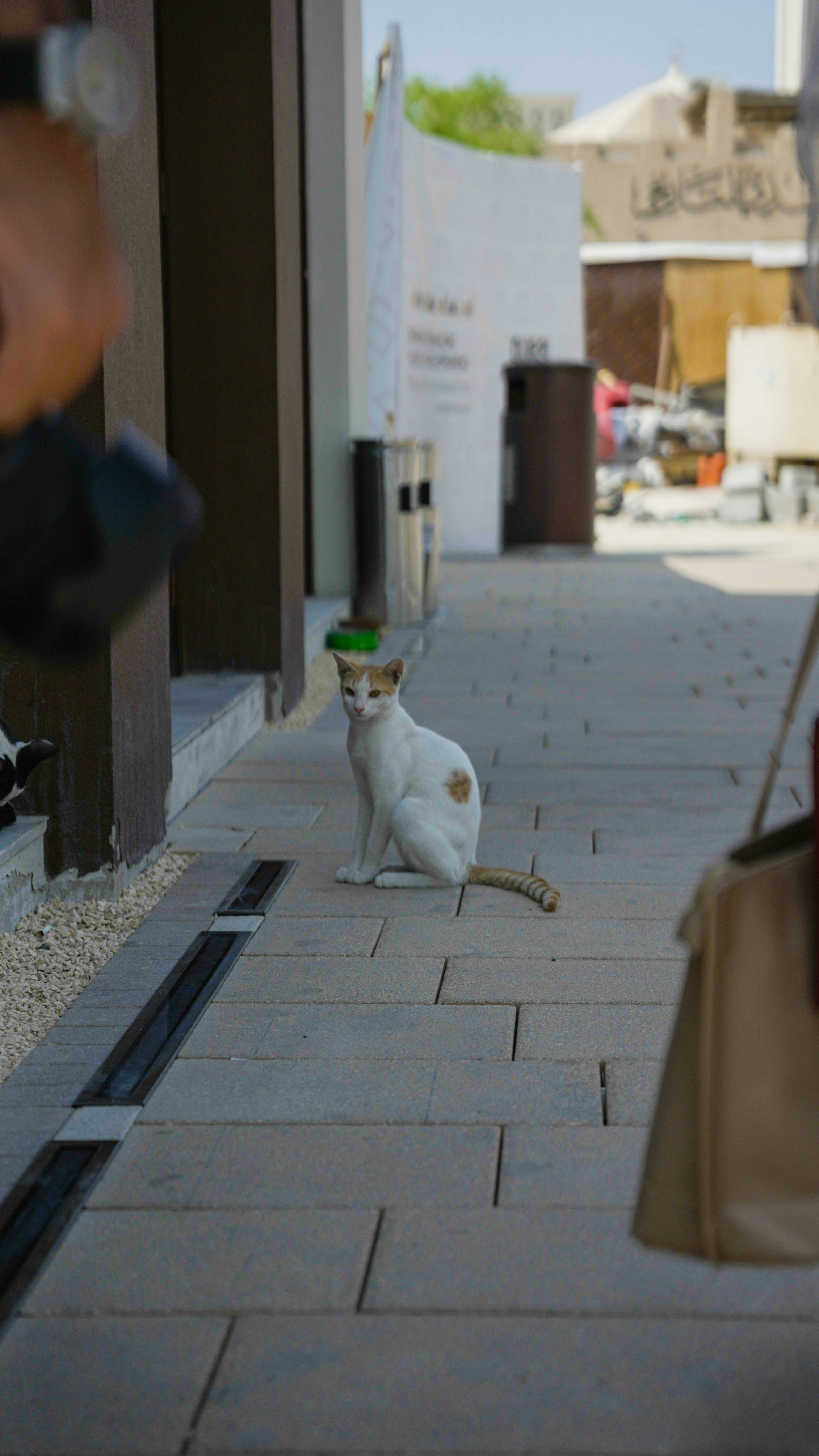 Whiskers in the Urban Jungle