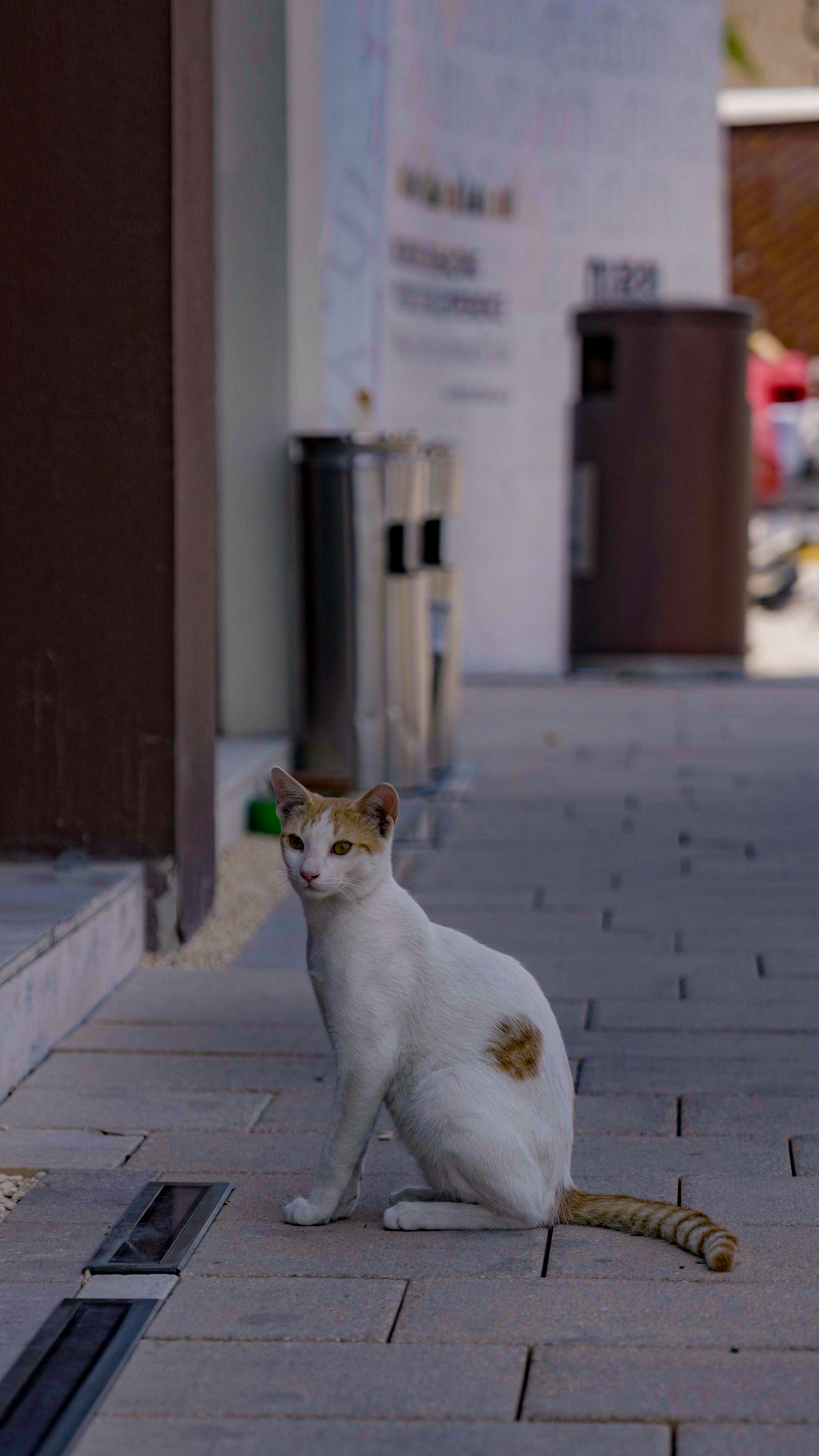 A stray cat poses with a curious look on the streets of Dubai, captured in a candid moment that conveys calm and feline personality. | A white cat with orange markings sits on pavement.