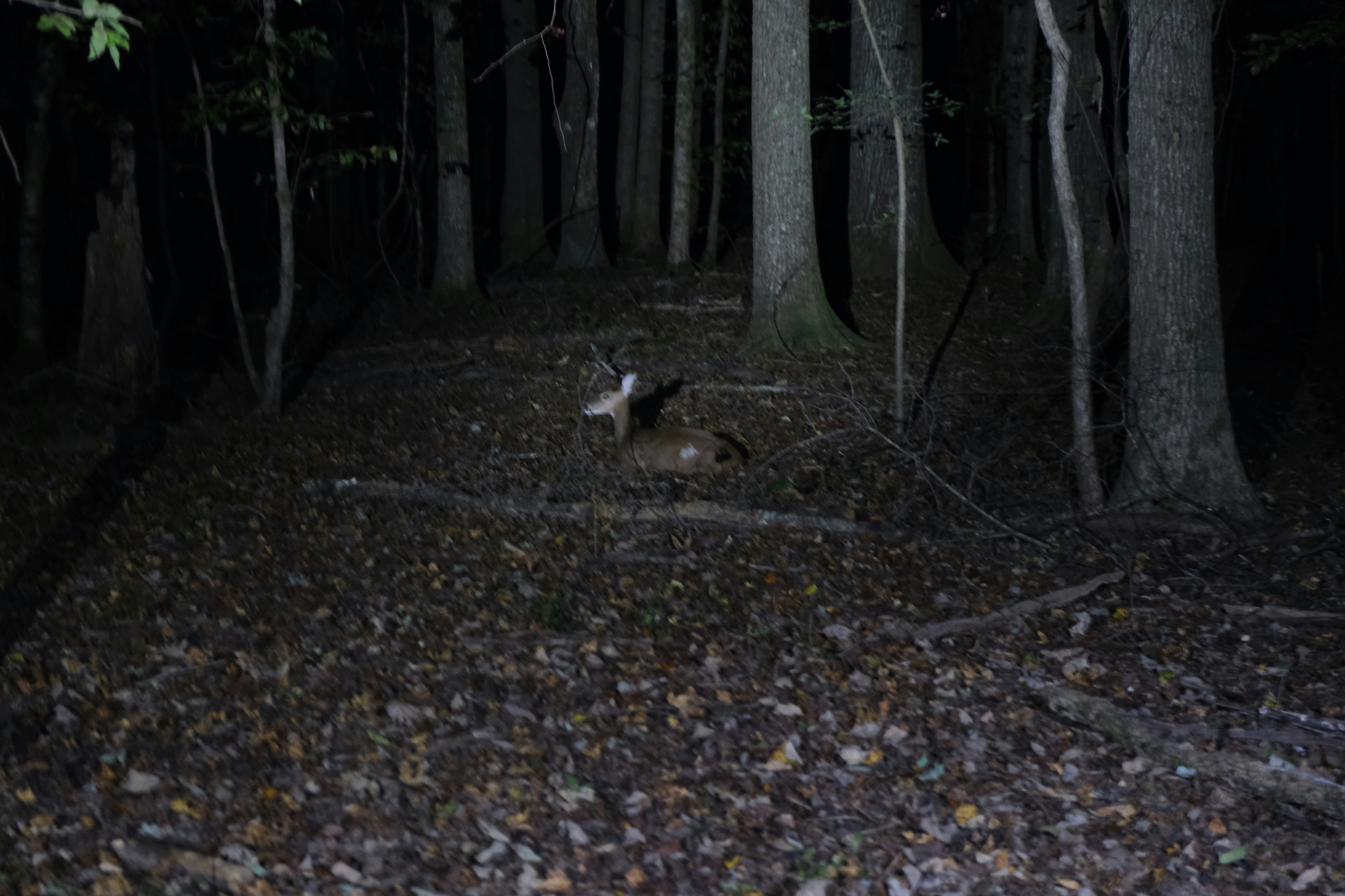 Moonlit Quiet: A Deer Resting in a Shadowed Forest