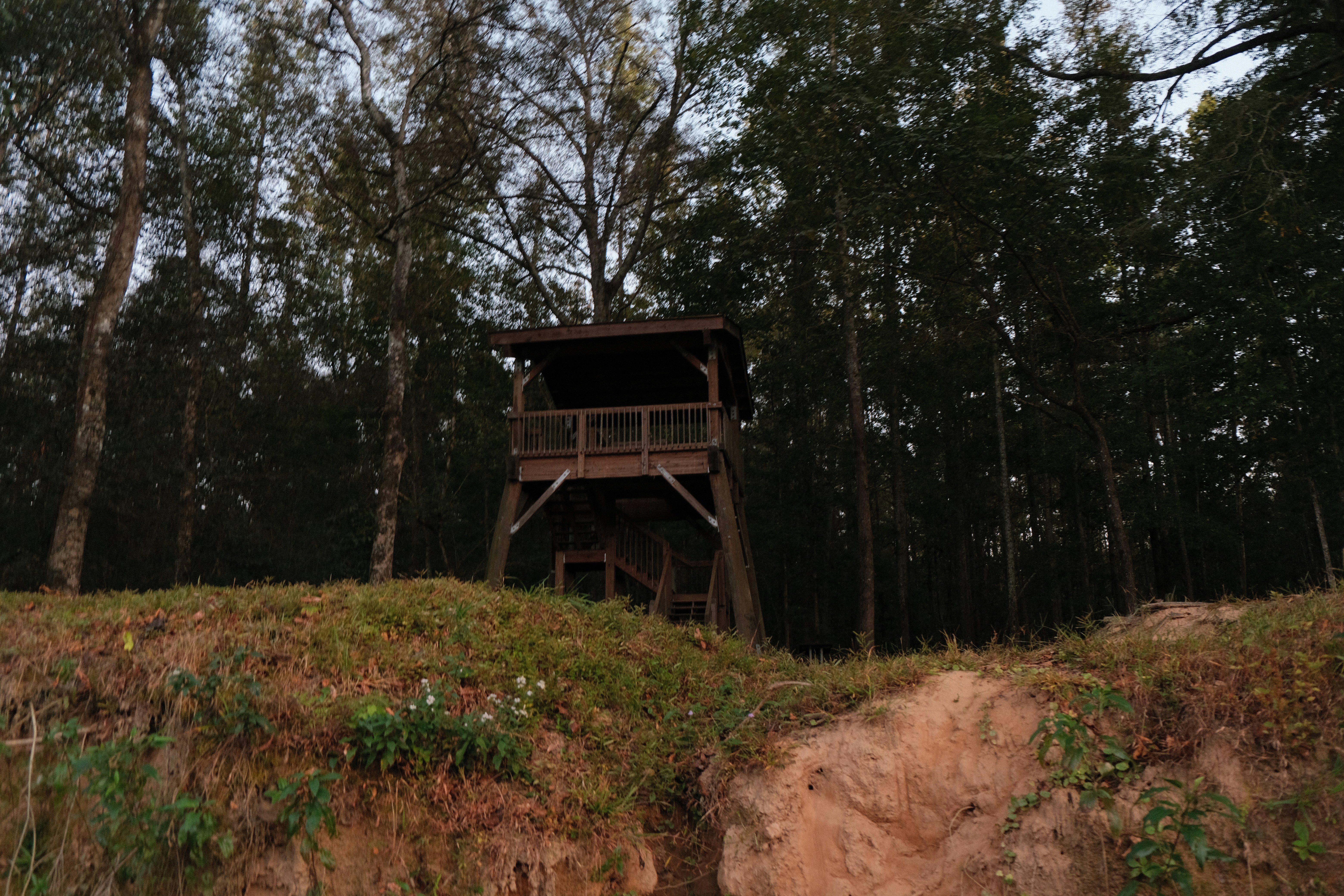 Wooden lookout tower nestled among tall trees photo – Free Forest Image ...