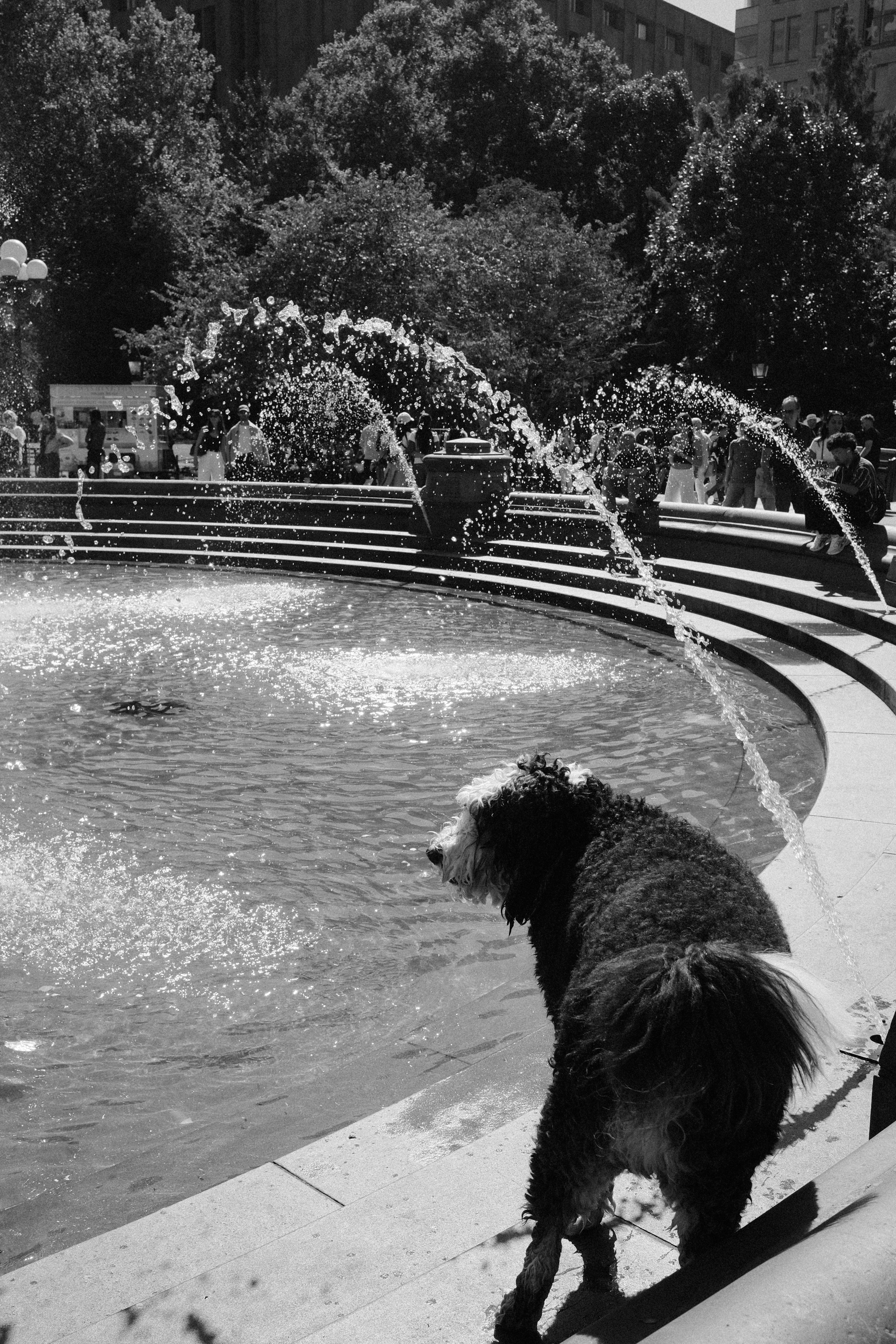 A shaggy dog by a splashing fountain