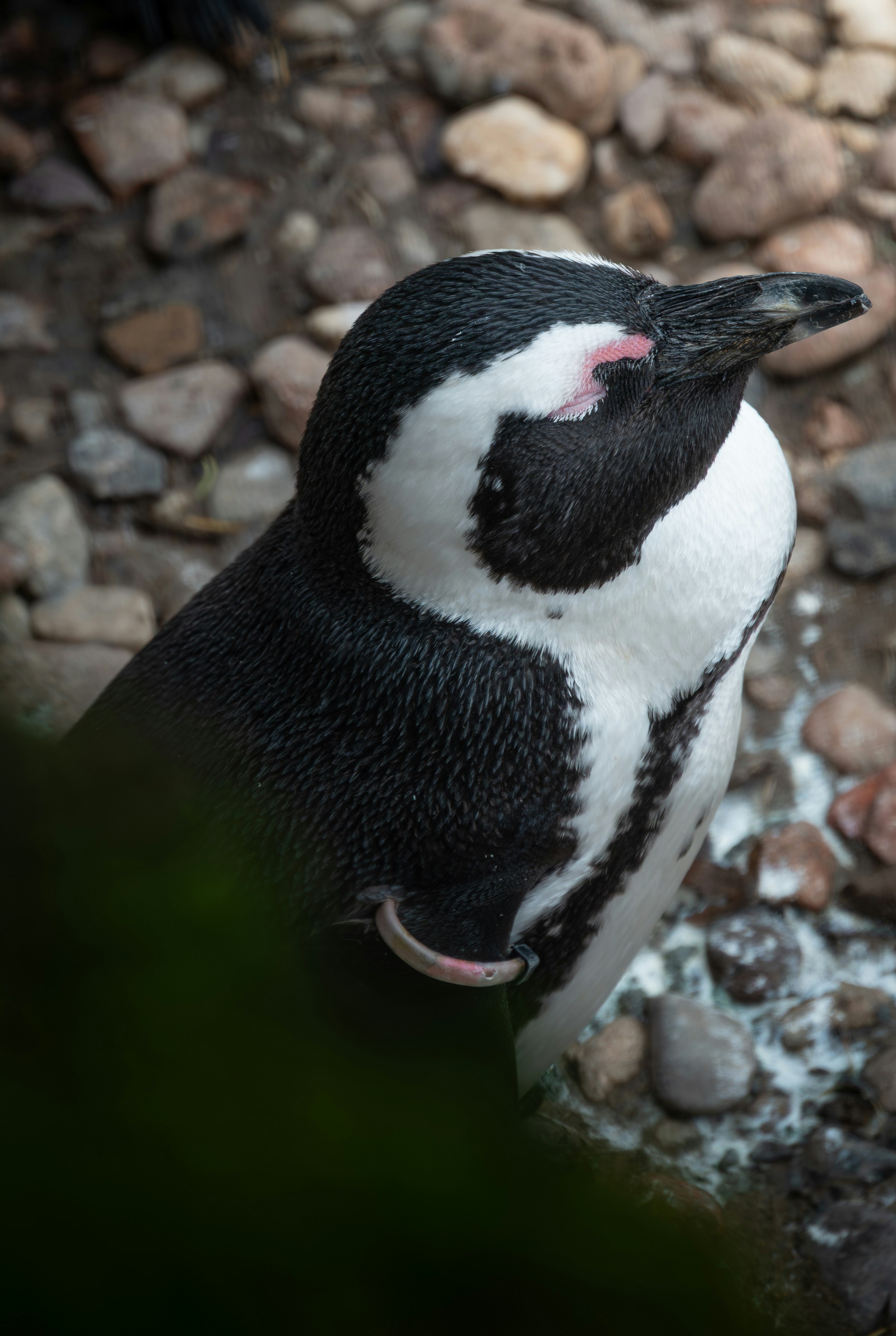 A Glimpse into the Life of a Penguin