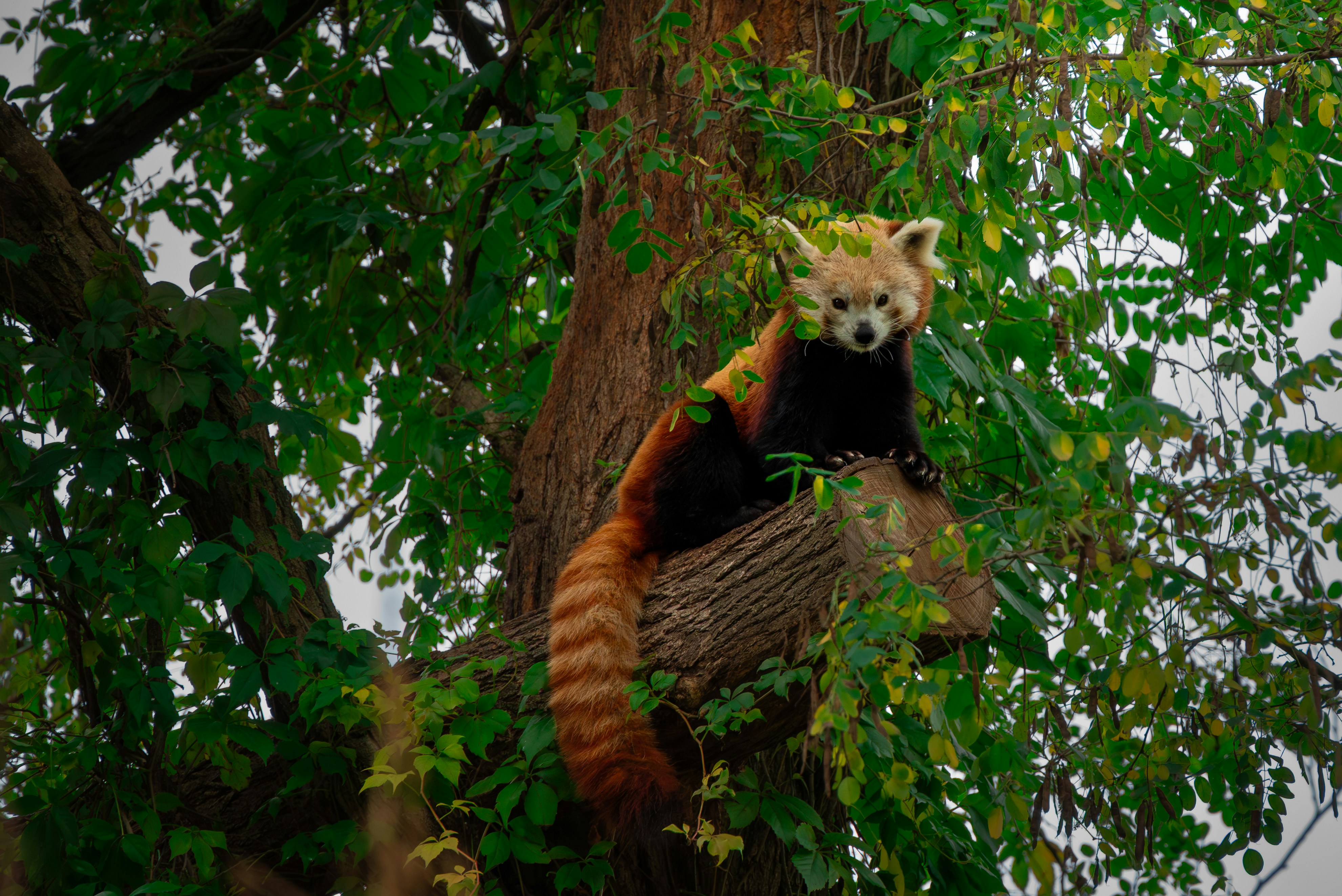 Treetop Gaze: Red Panda Amid Green Canopy